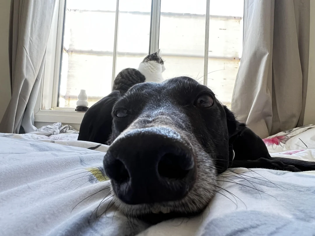 Discover more like Greyhounds: SNOOT and Related Content | Scrolller