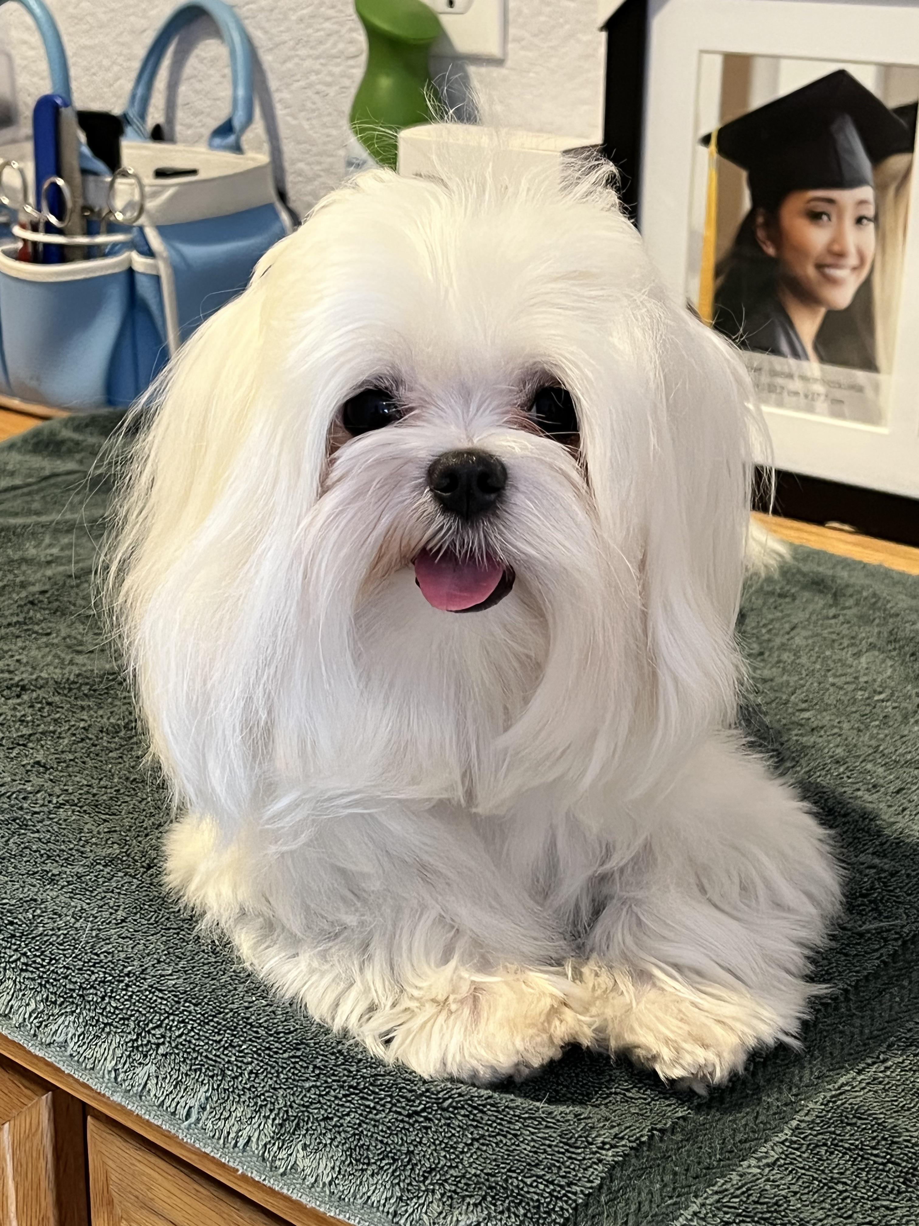 Our Prince newly combed | Scrolller