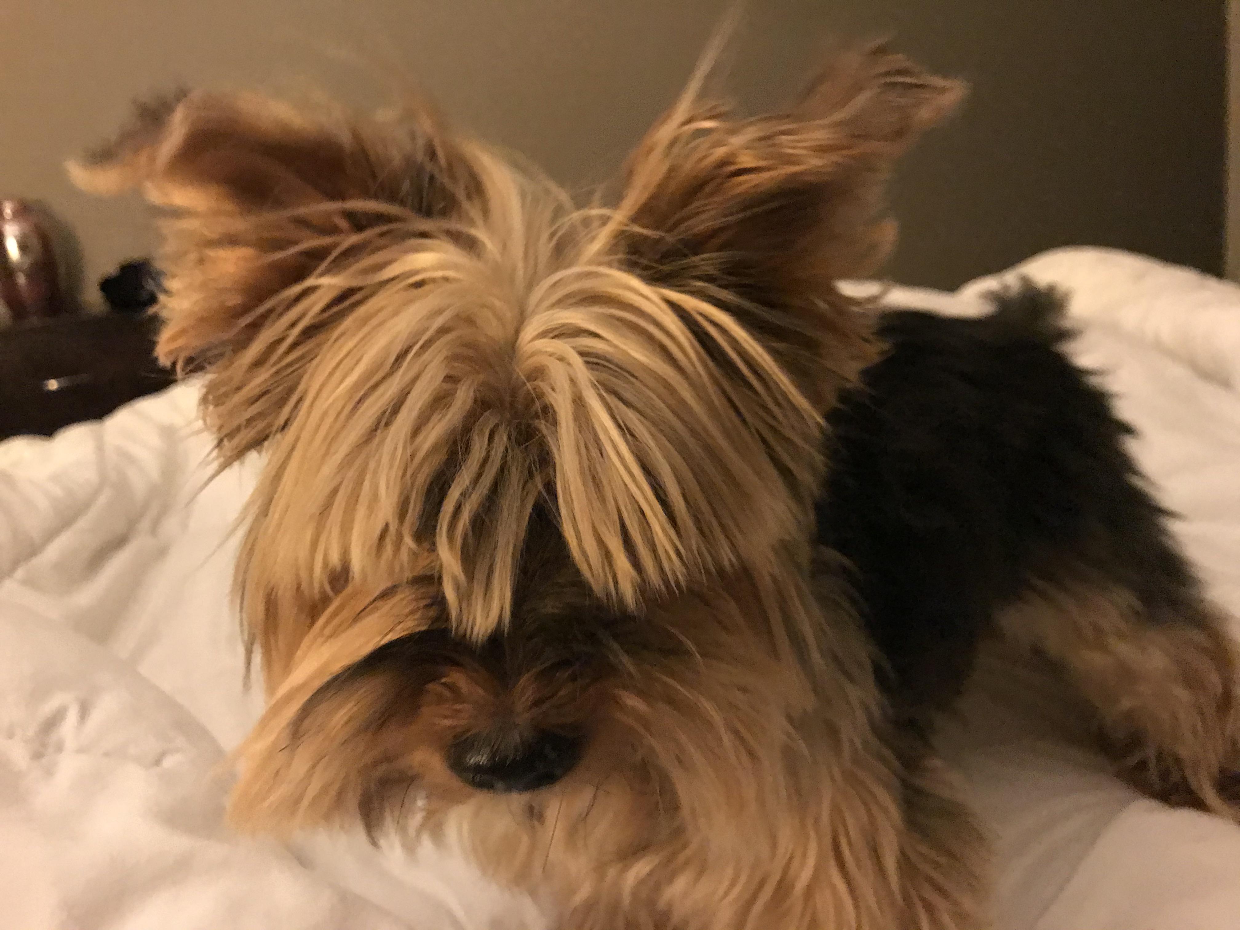 Let’s see pupper bangs!! | Scrolller