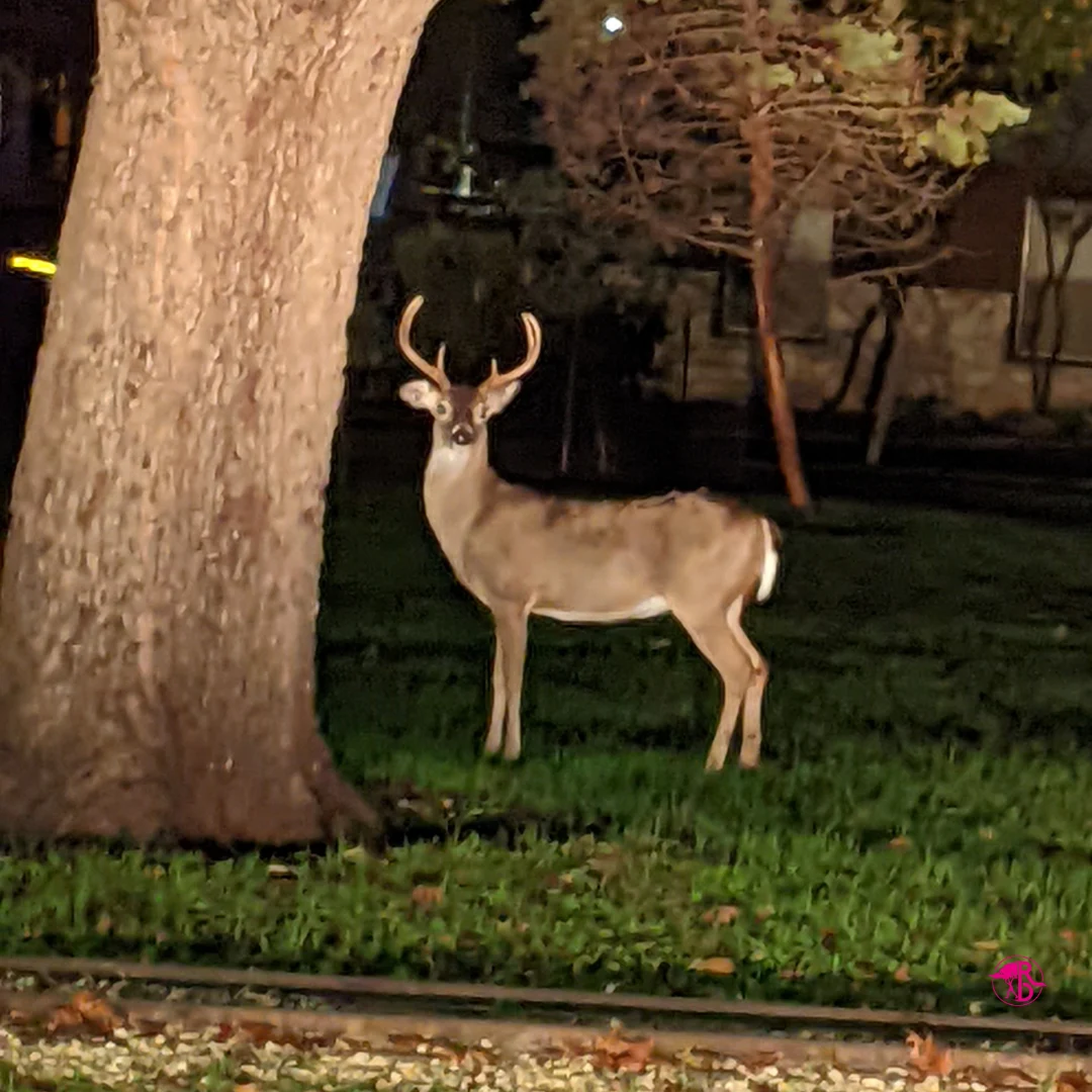 This beautiful buck posed perfectly for his pic. He was with his posse. ;) | Scrolller