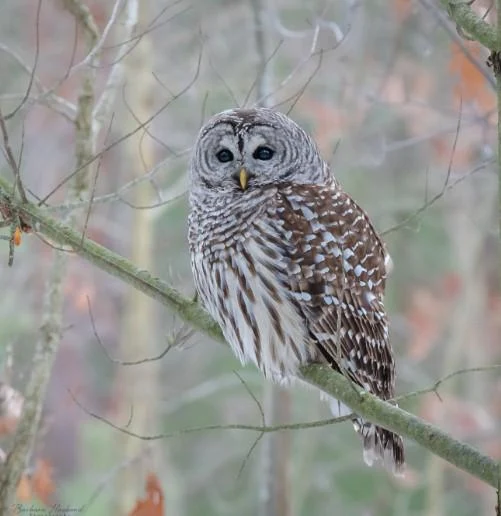 Barred Owl...always such a treat to see one | Scrolller