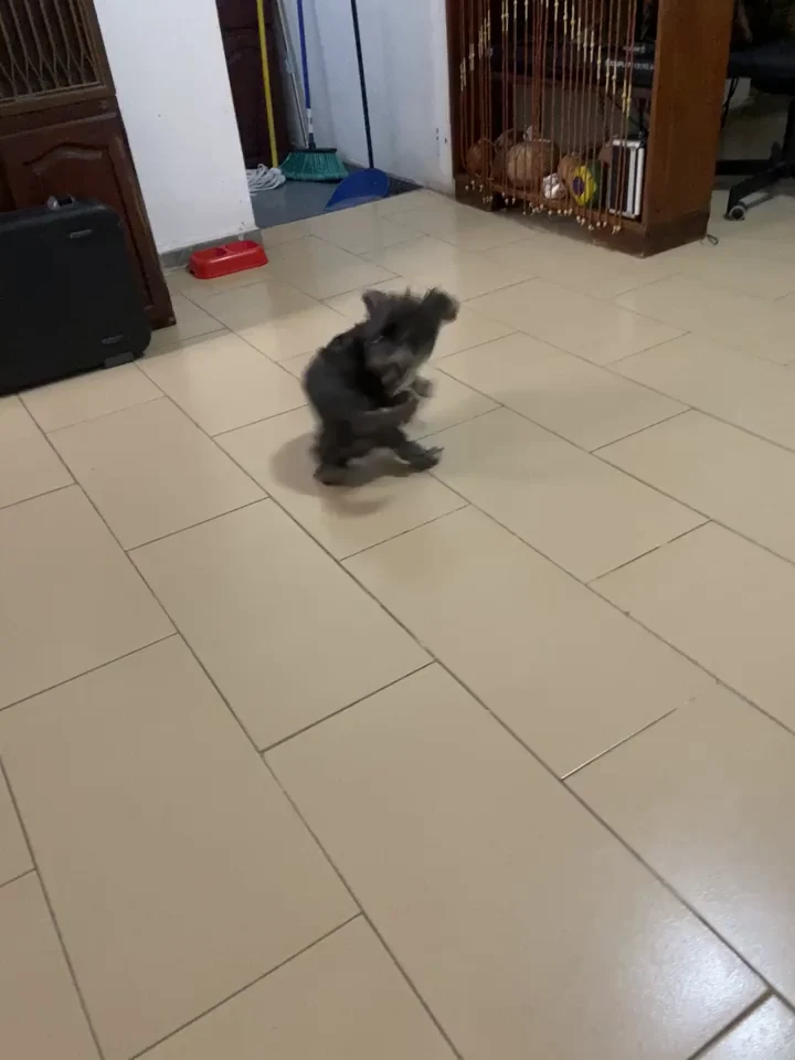 little tasmanian devil | Scrolller