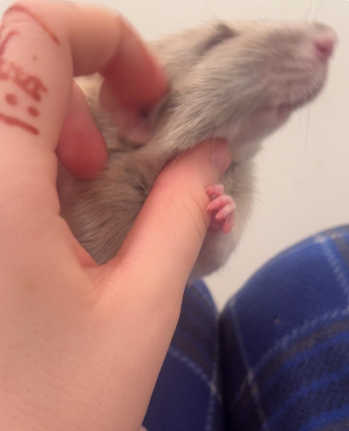 Lump on my not even 1 year old rat | Scrolller