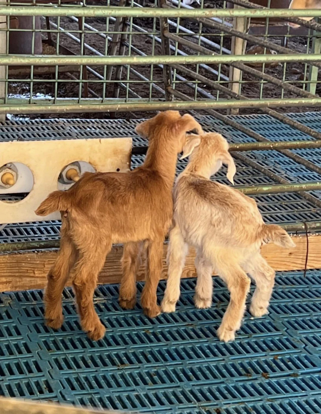 Two smoll baby goats I saw today | Scrolller