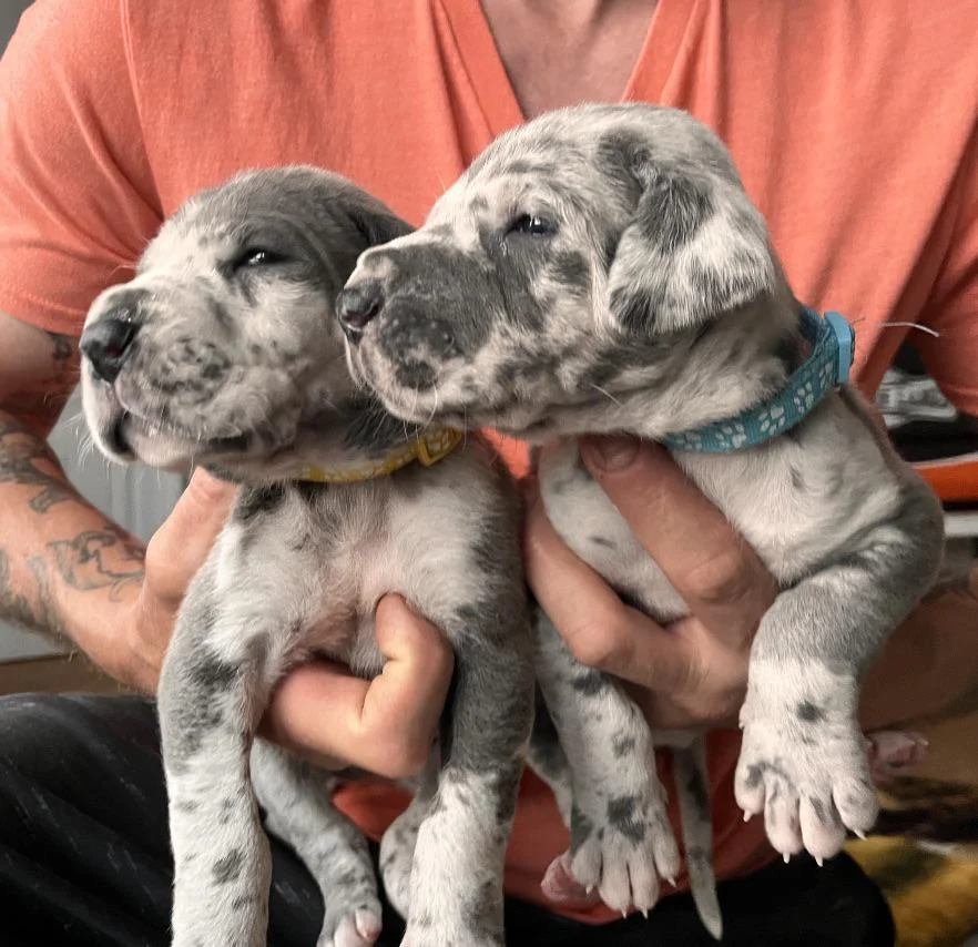 What to name these Dane puppies ? | Scrolller