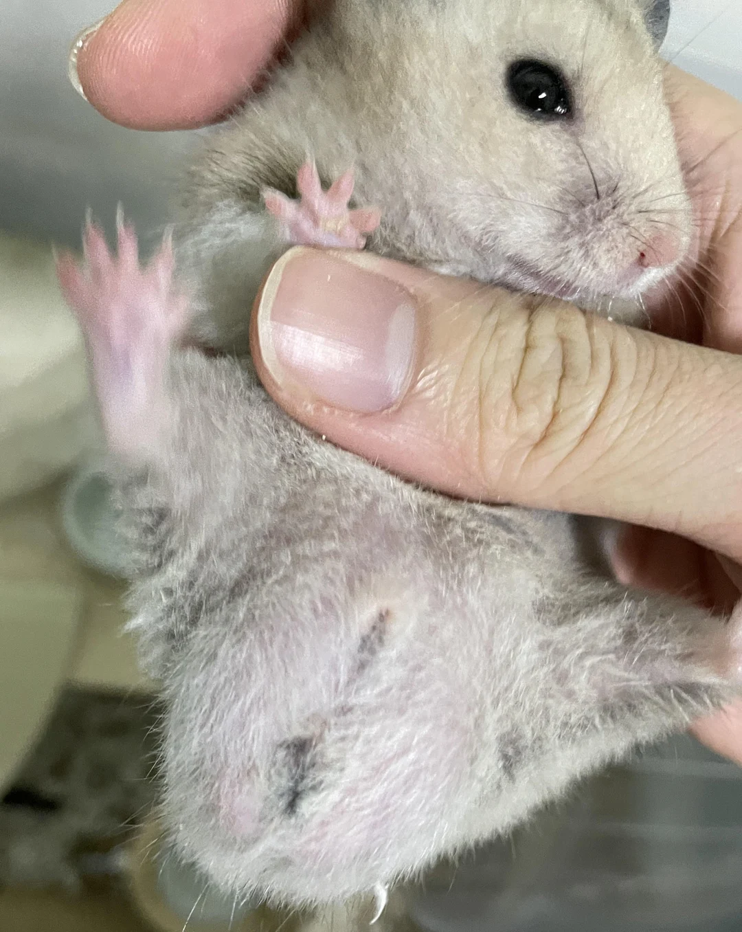 Hamster black spot? | Scrolller