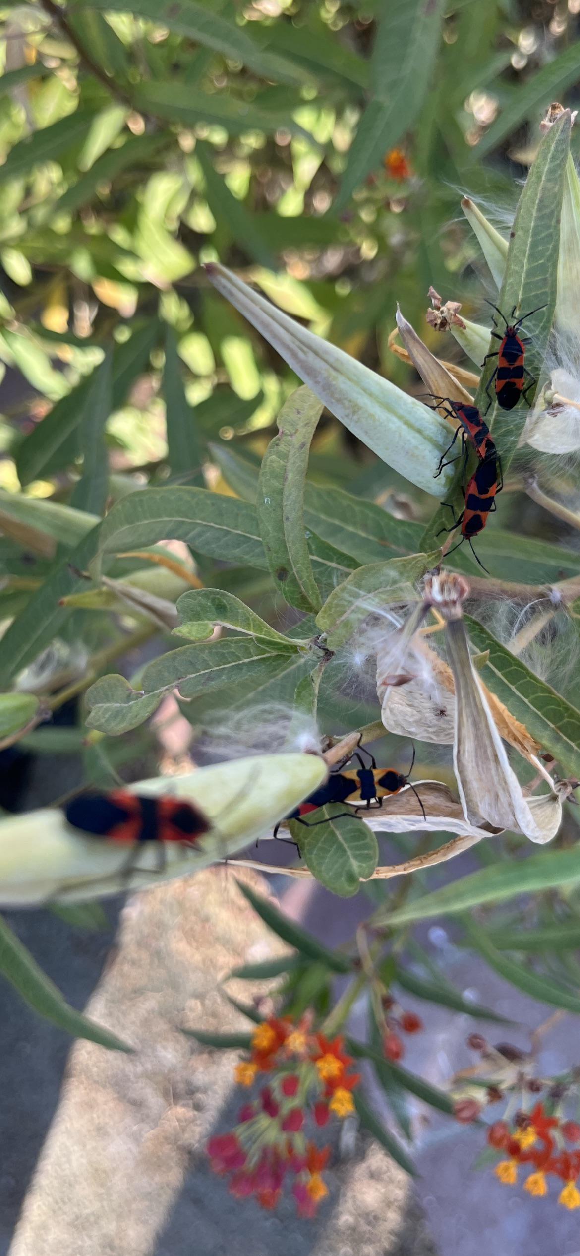 Identify bug | Scrolller