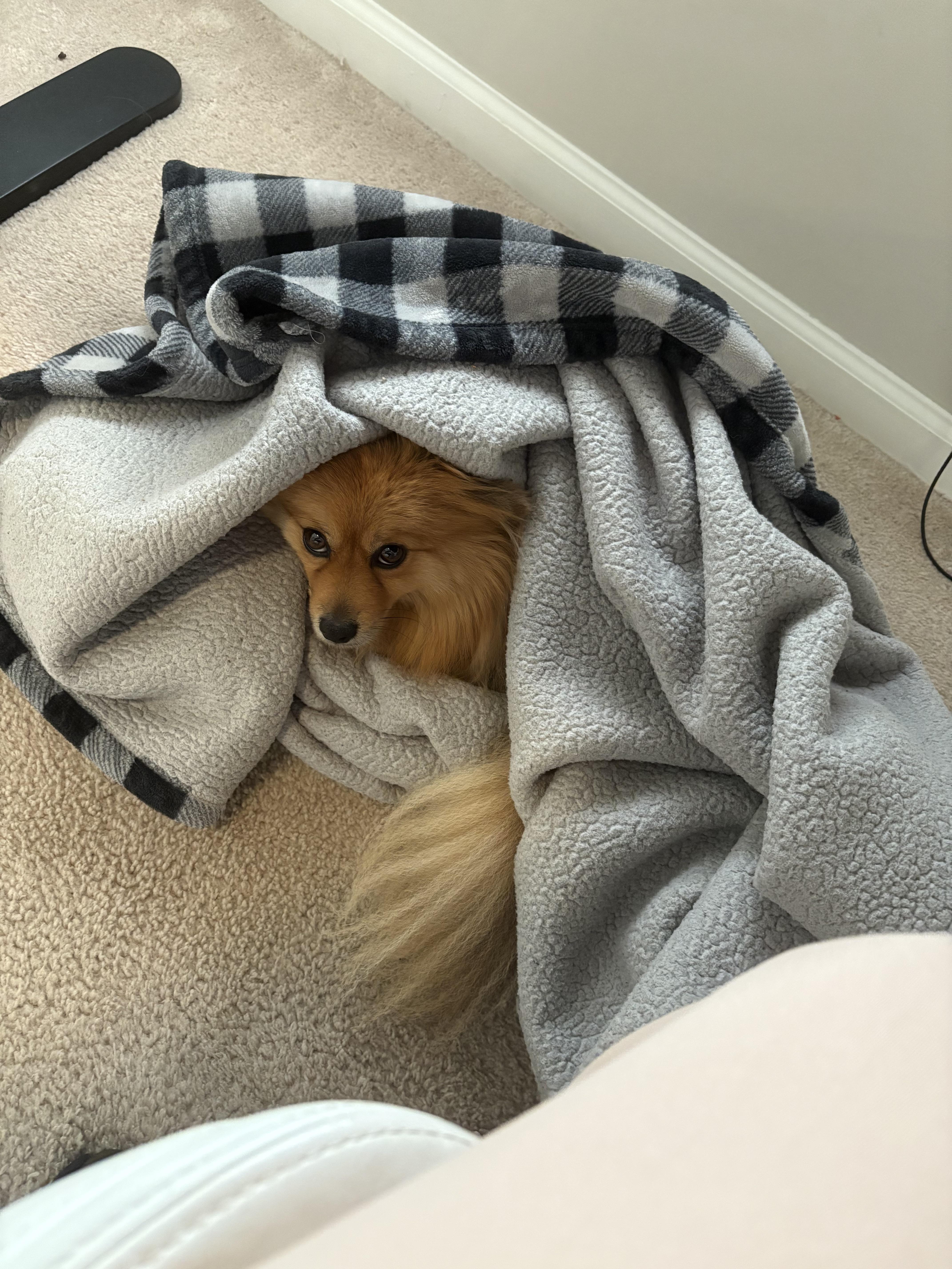 A Sleepy Simba | Scrolller