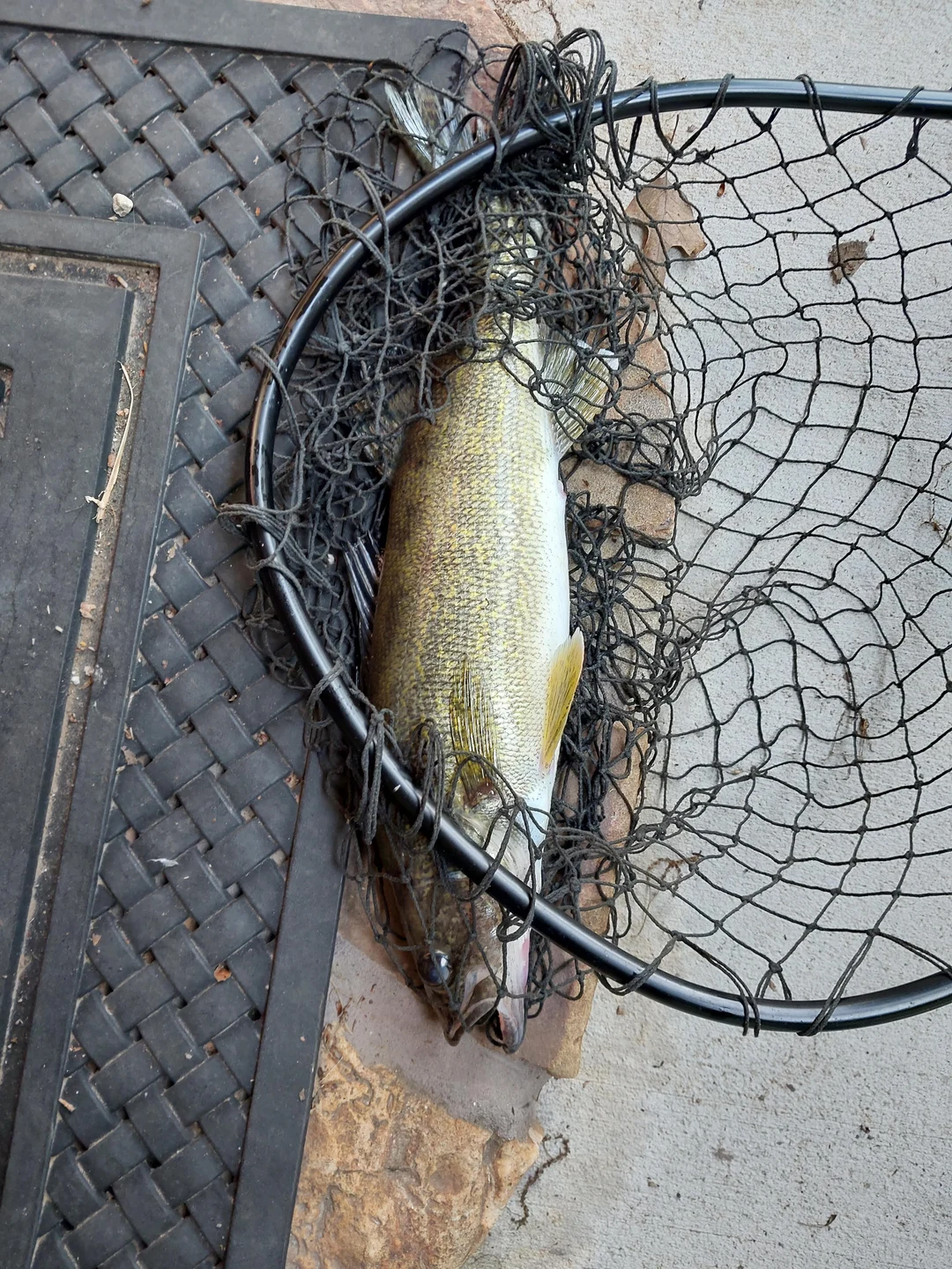 What Is this fish? | Scrolller