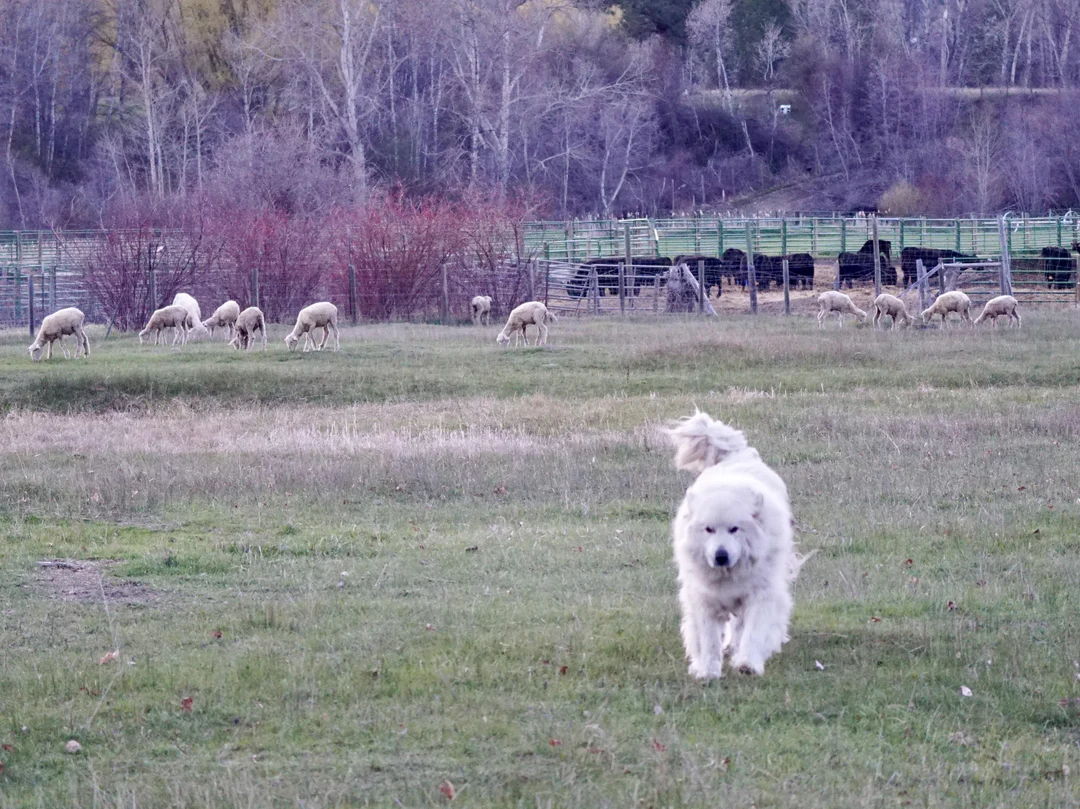 I tried to get a picture of this friendly boi guarding his sheep but he was too interested in ...