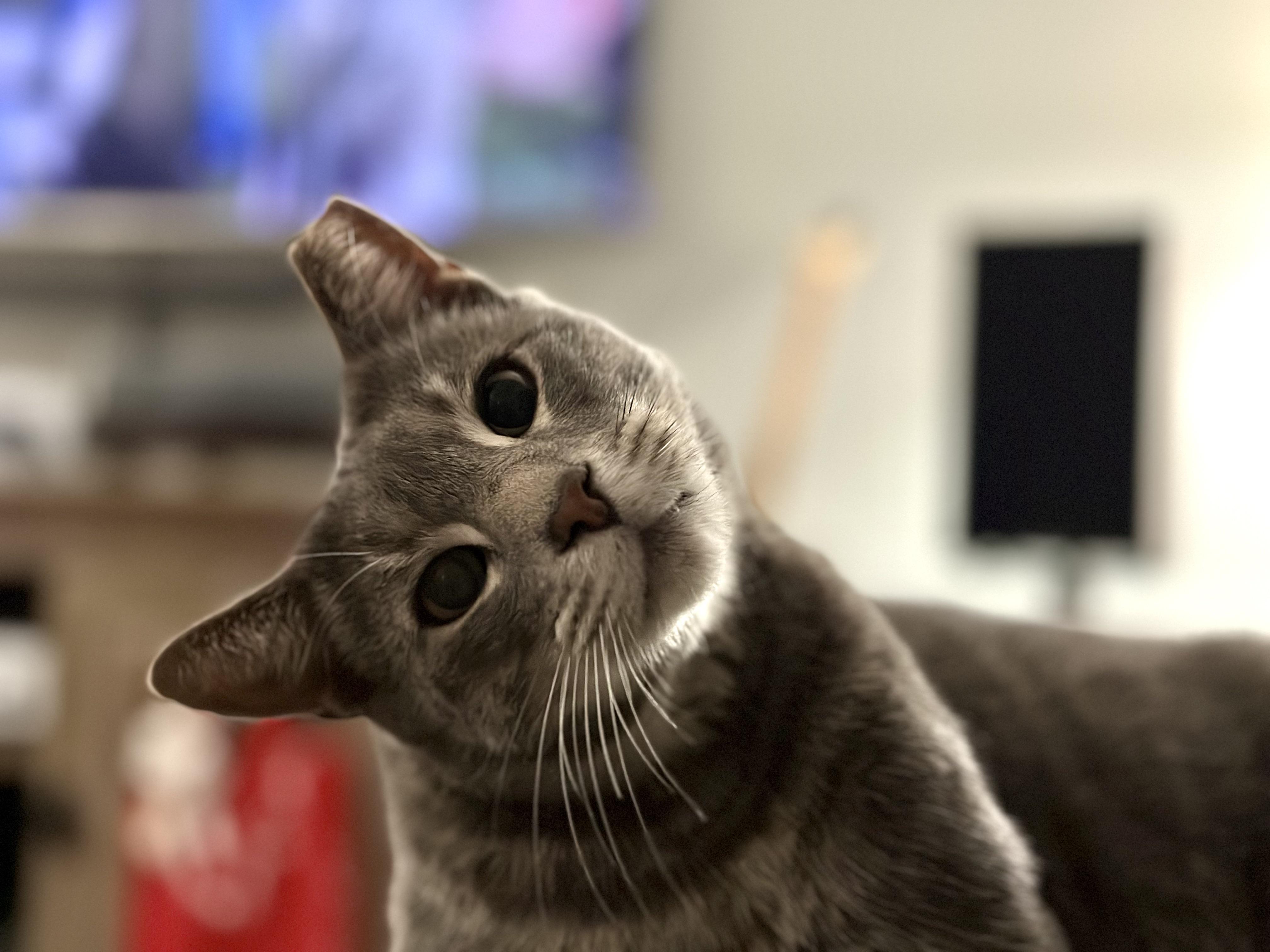 Gray Kitty has mastered the head tilt | Scrolller