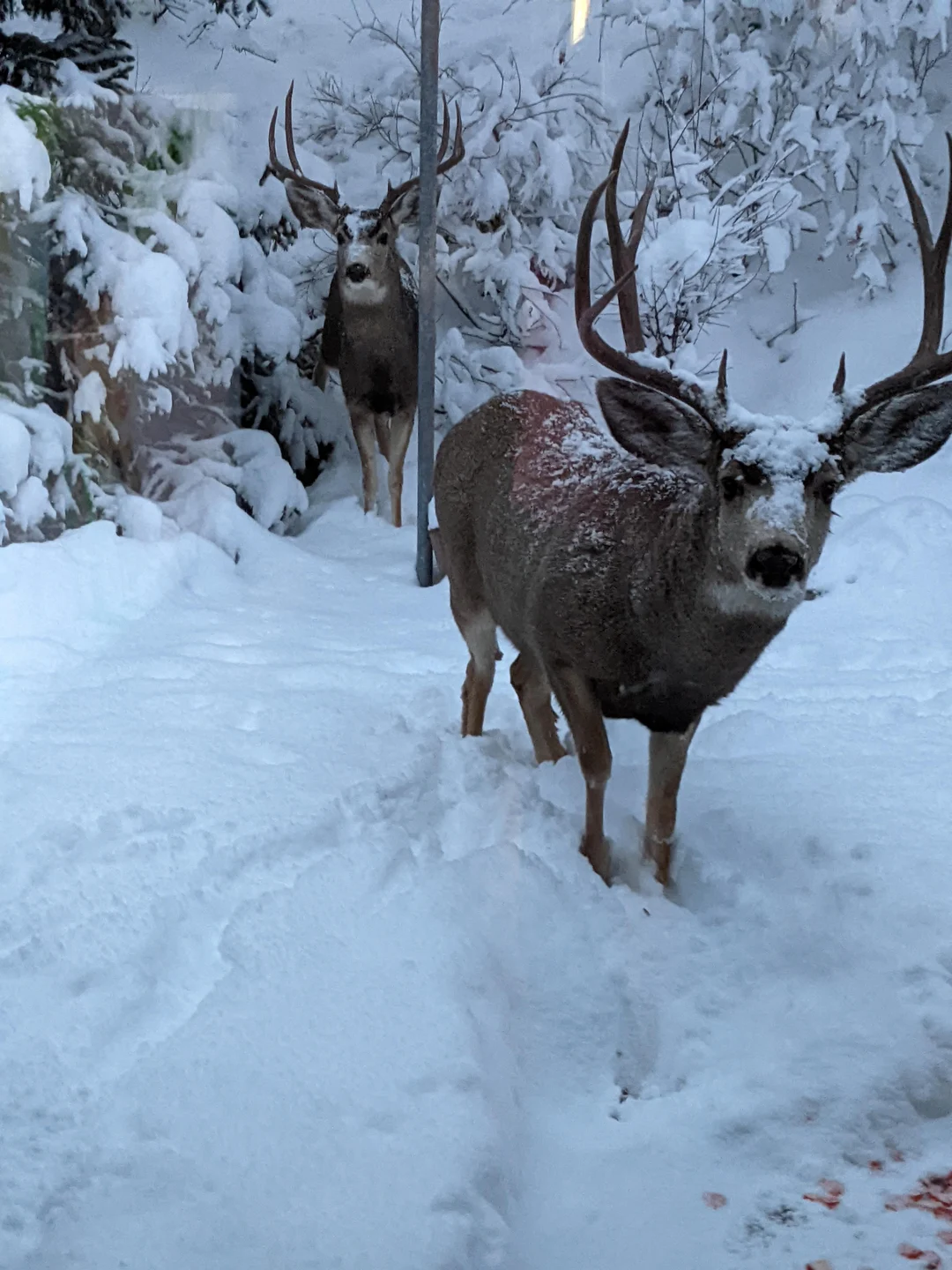 Snowy Vistitors | Scrolller