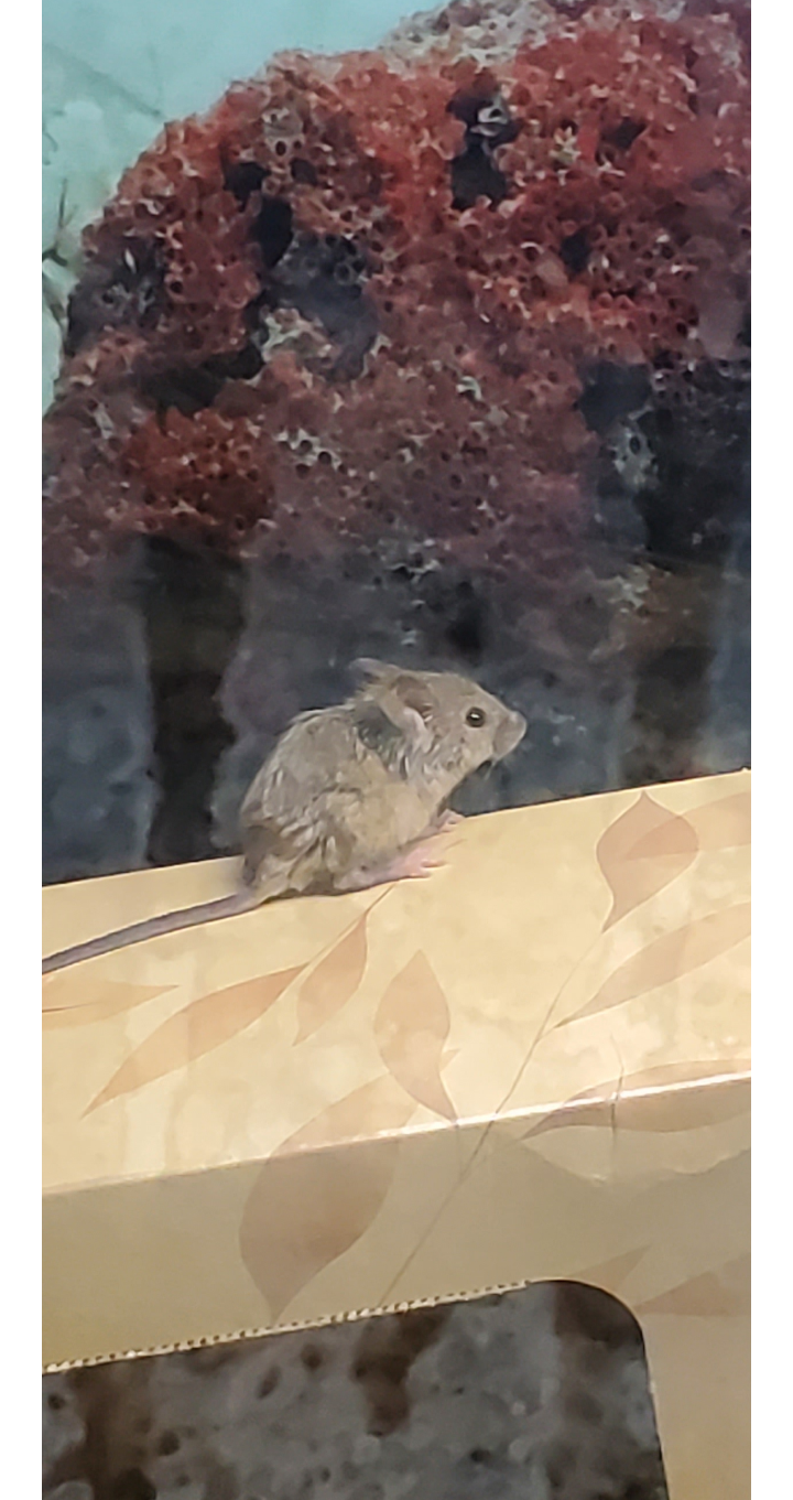 How do you play with mice? | Scrolller