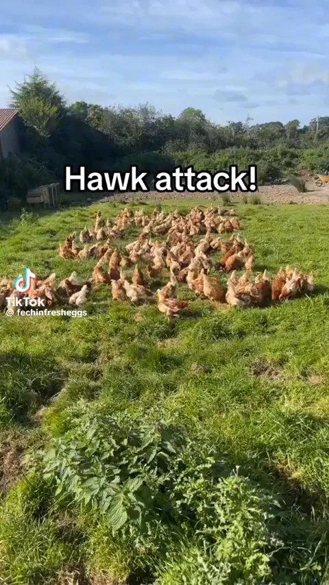 Chickens trained to understand warning. | Scrolller