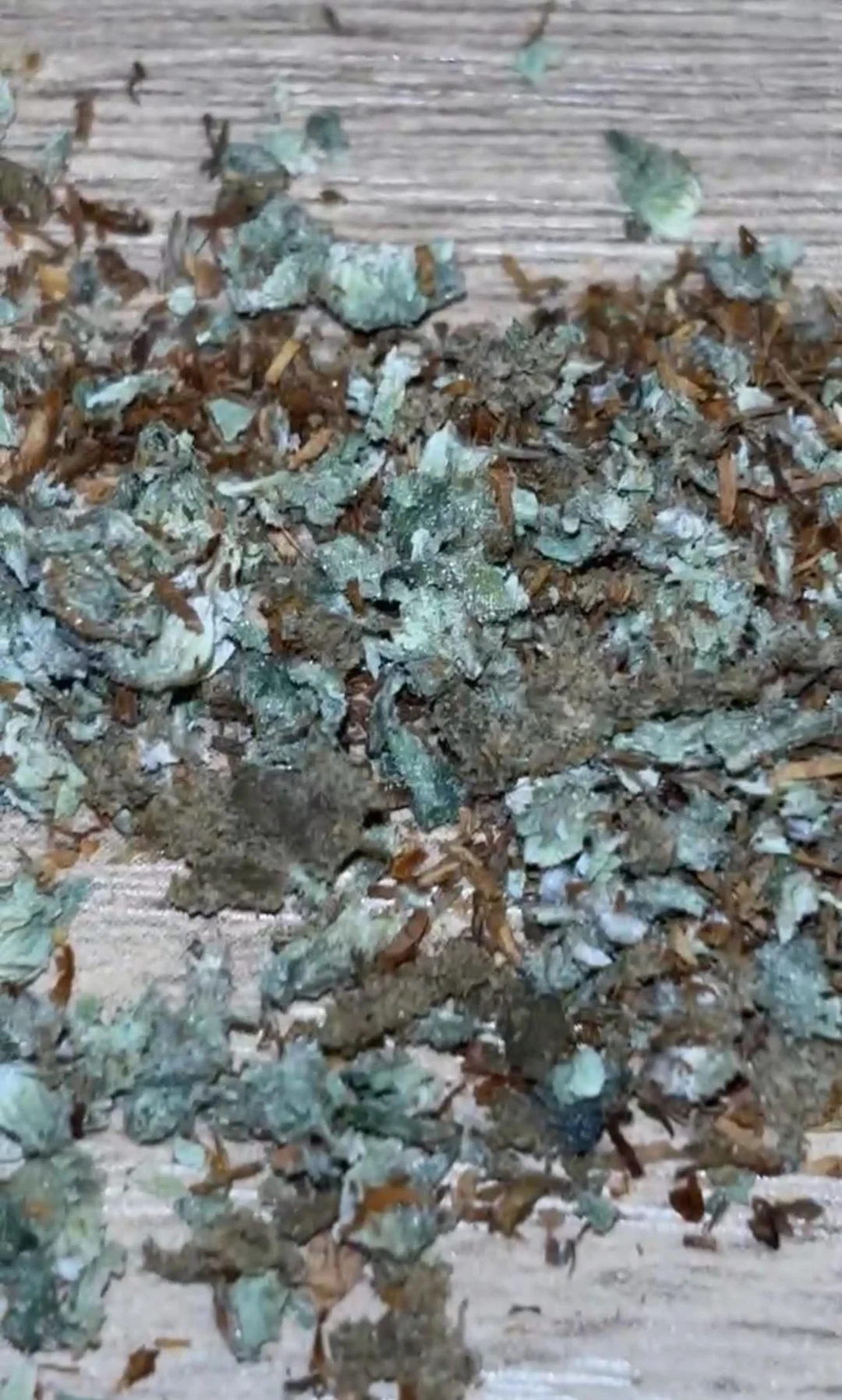 Some gushers flower and frozen hash | Scrolller