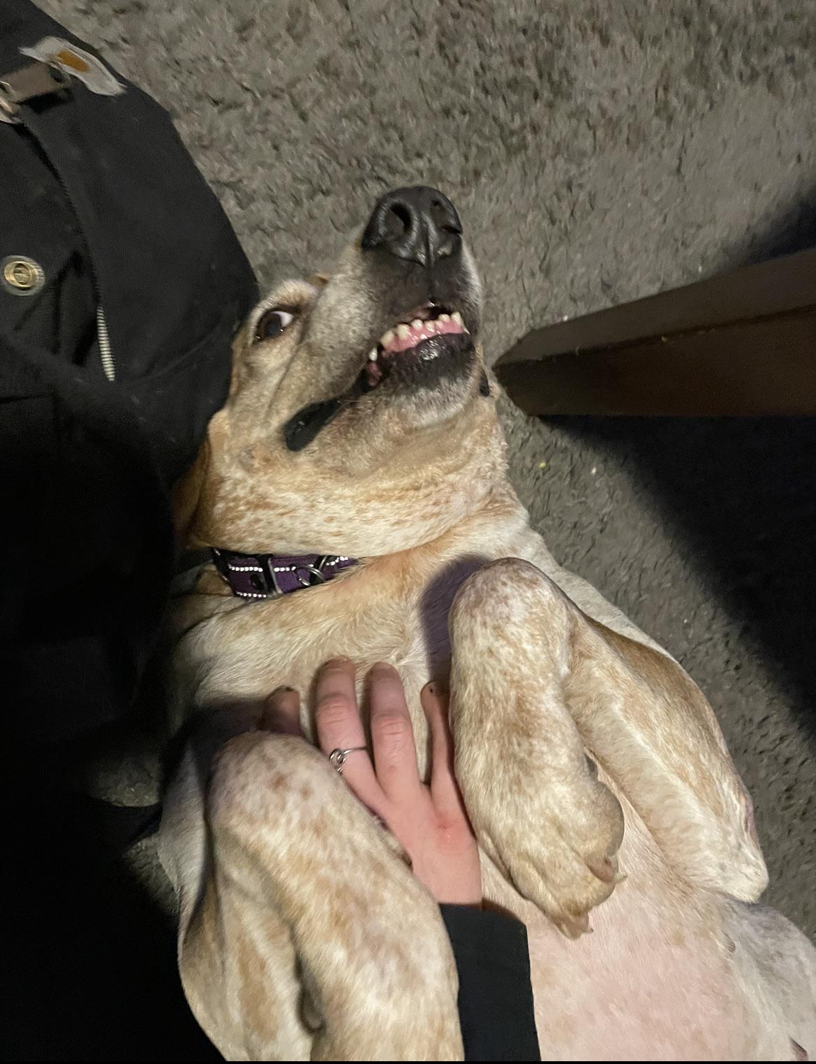 Ernie wanted to share her beautiful smile with everyone 🤪 | Scrolller