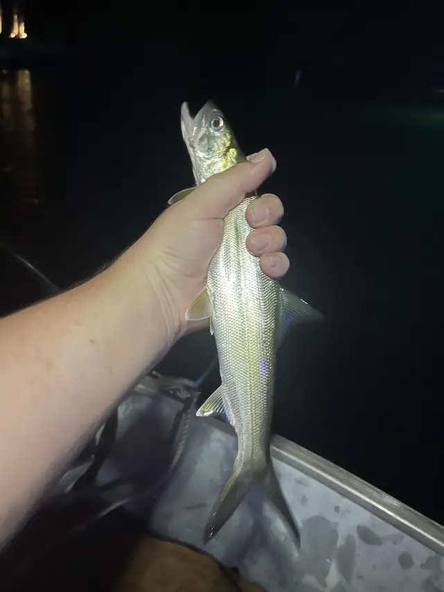 Ladyfish? | Scrolller