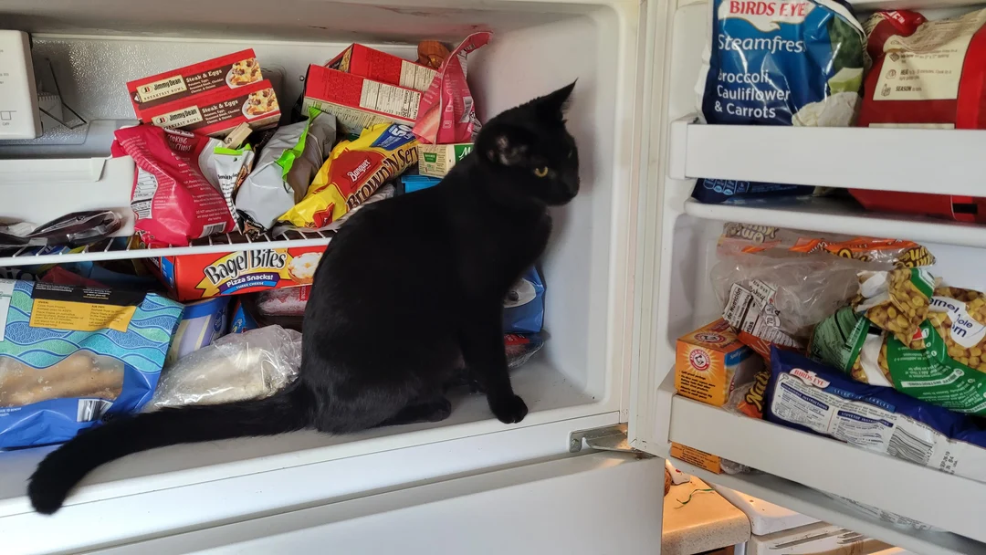 checking out the freezer [OC] | Scrolller