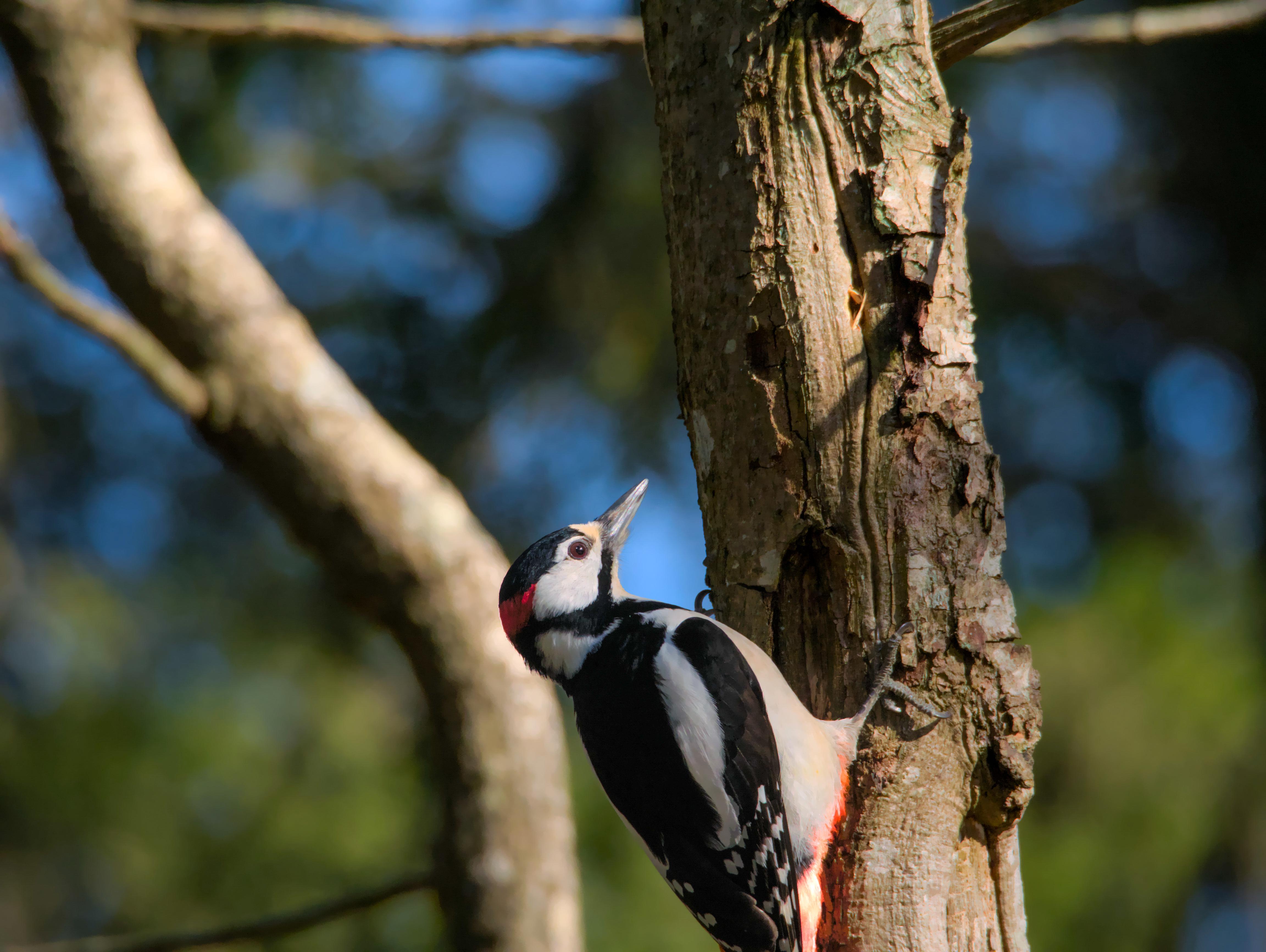 A woodpecker climbing a tree | Scrolller