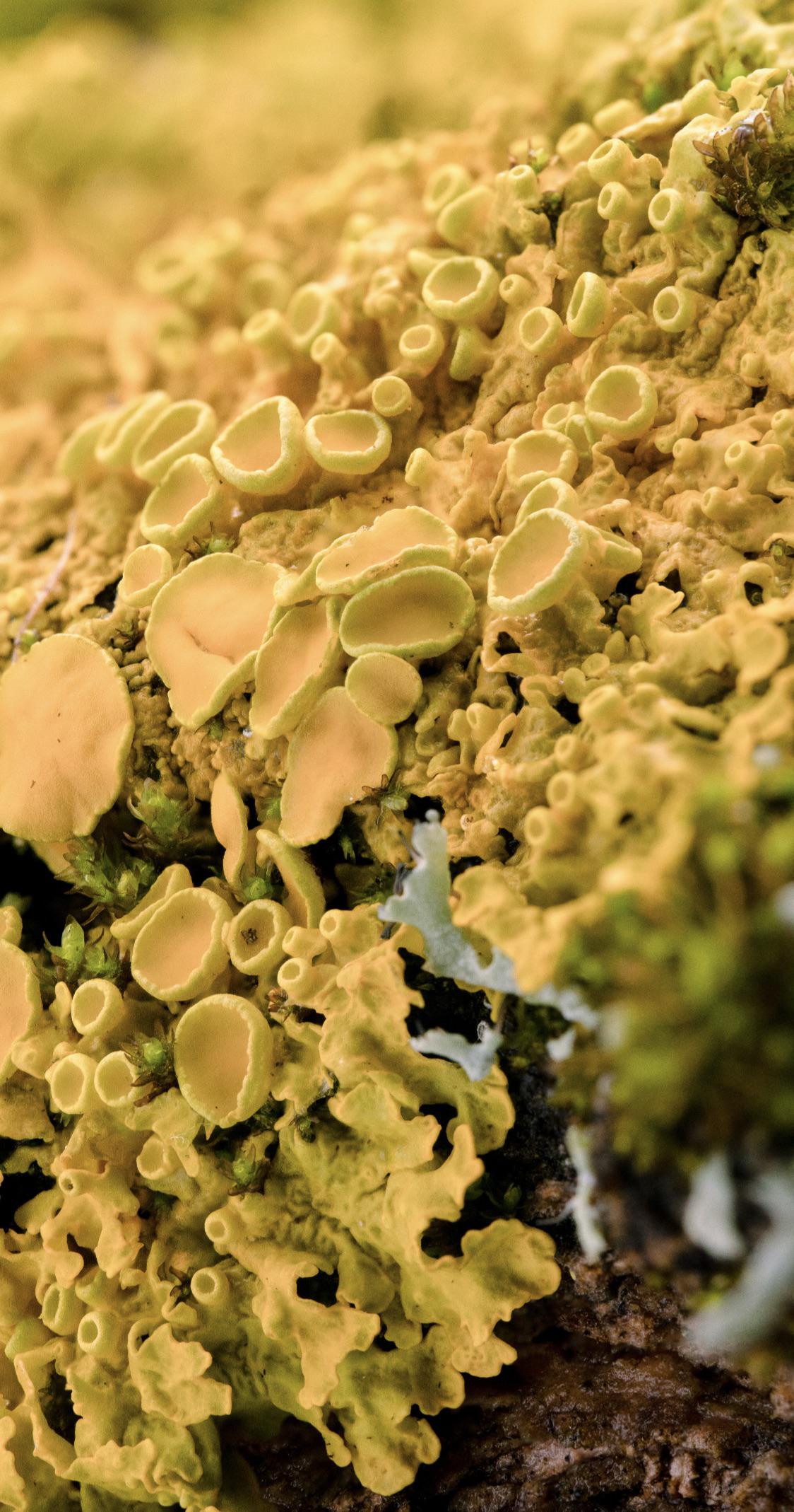 Lichen communities…fungus and algae in relationship. Creator of soil. | Scrolller