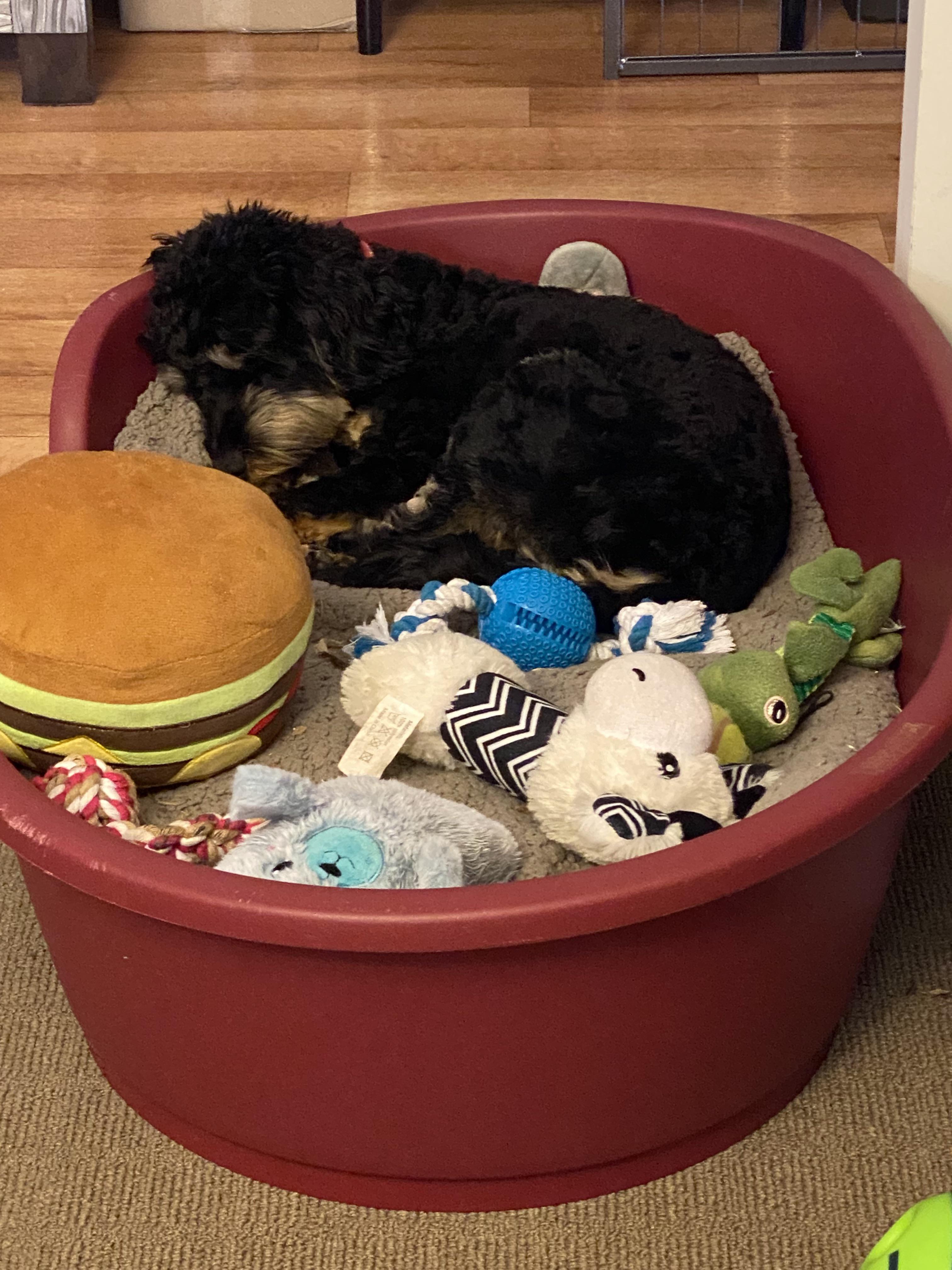 (OC) Dog ️ | Scrolller