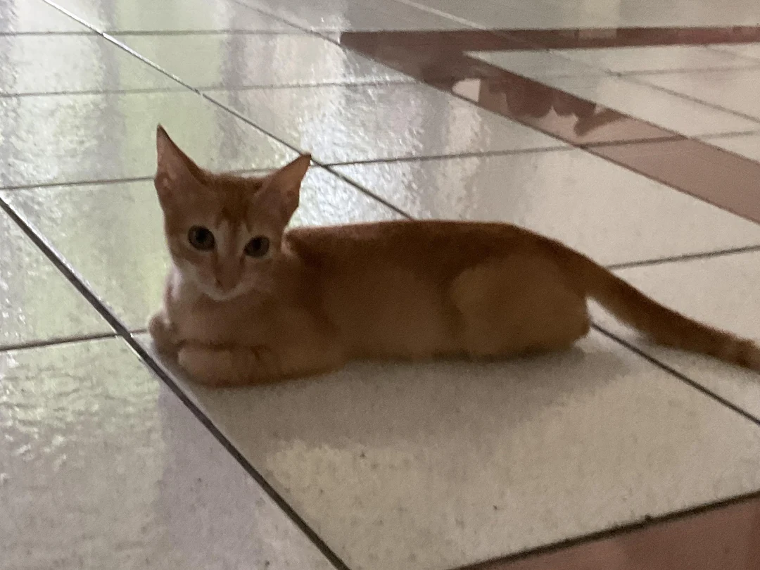 Theres moldy, cinnamon, burnt ect. But I think ginger is just a loaf? | Scrolller