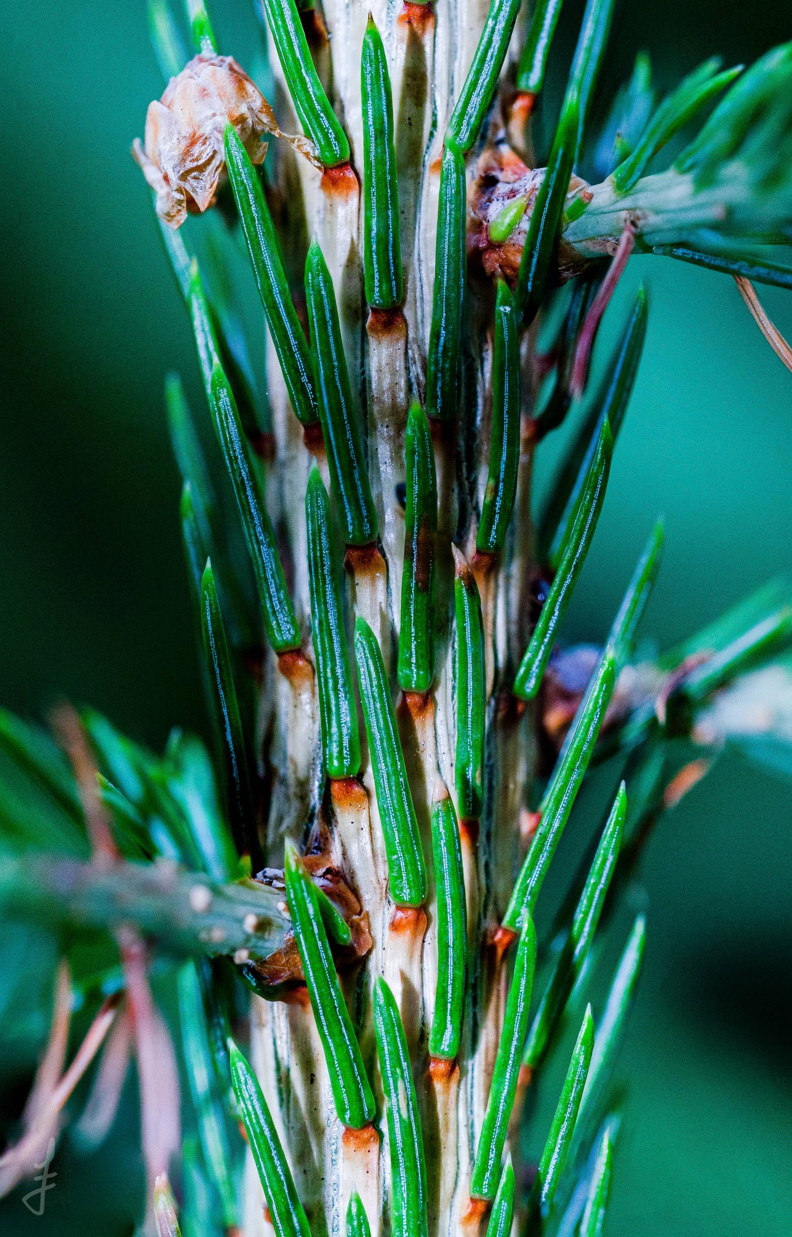 New growth pine tree | Scrolller