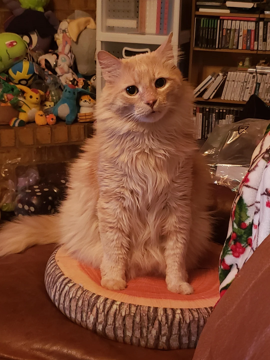 Gus has claimed the cushion as his | Scrolller