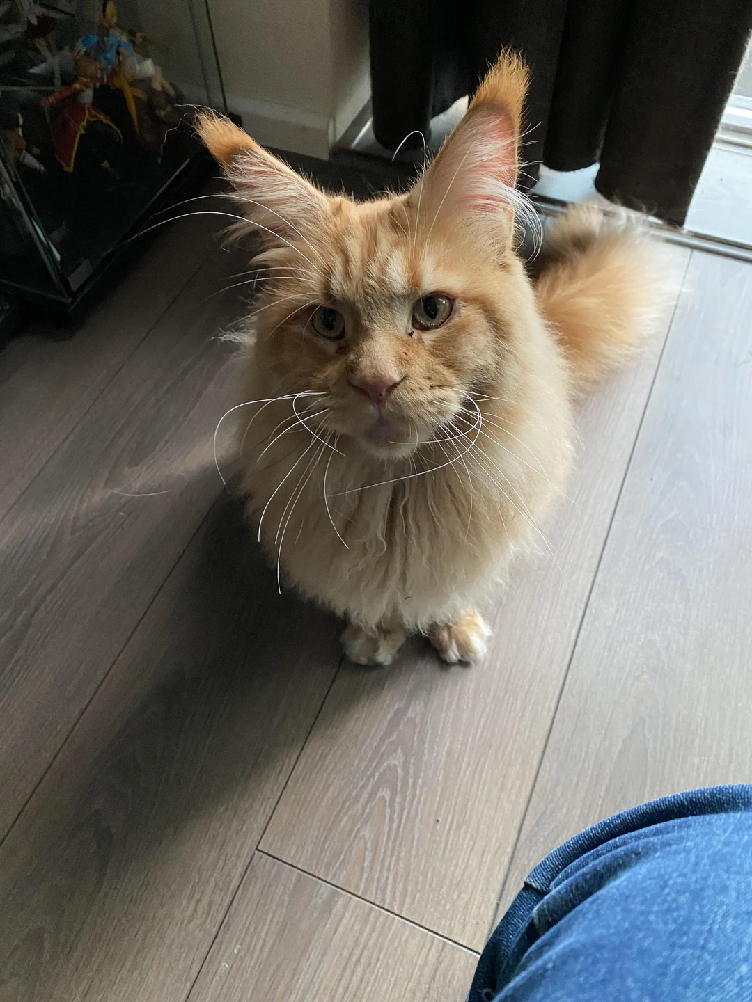 Ear tufts on point today | Scrolller