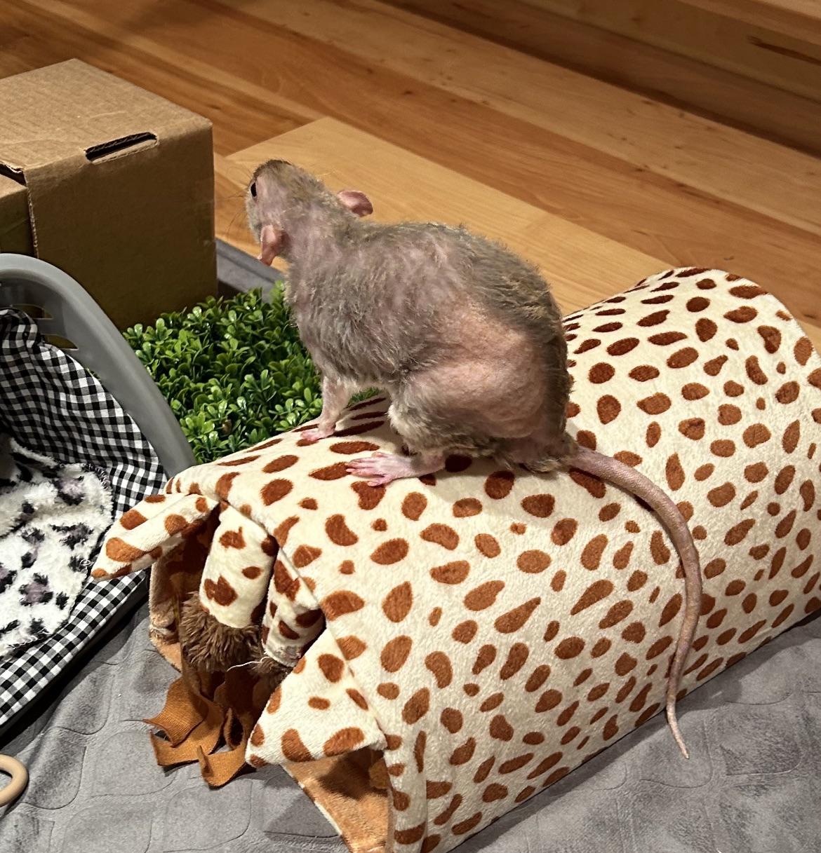 How old were your rats when they started seeming old? | Scrolller