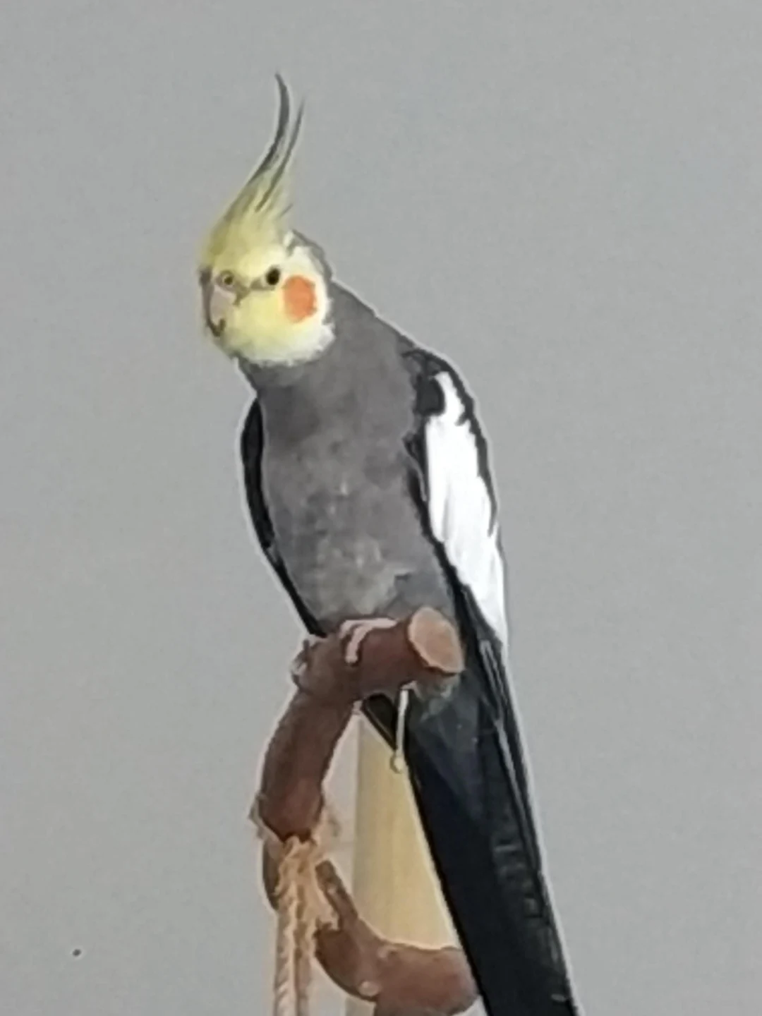 Help, odd cockatiel poop | Scrolller