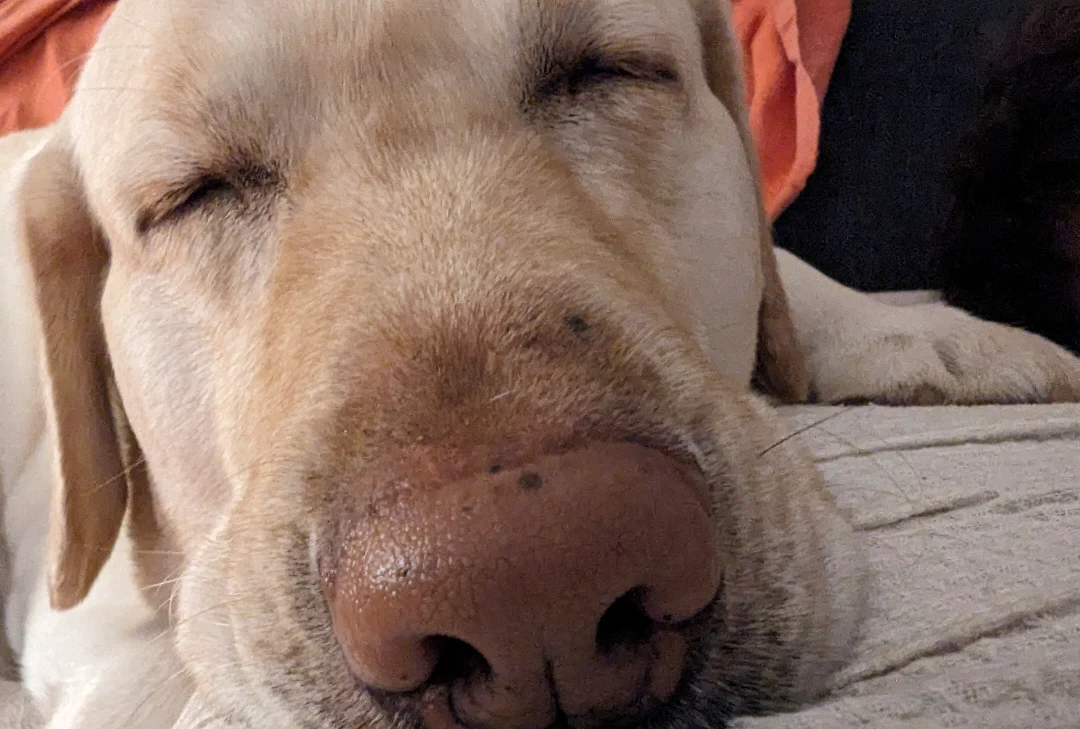 Sleepy Boop | Scrolller