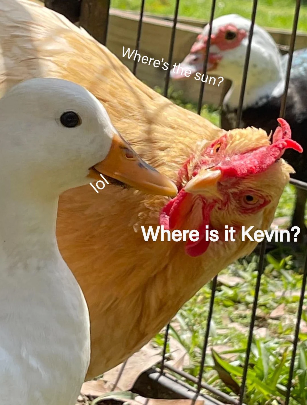 Birds during the eclipse | Scrolller