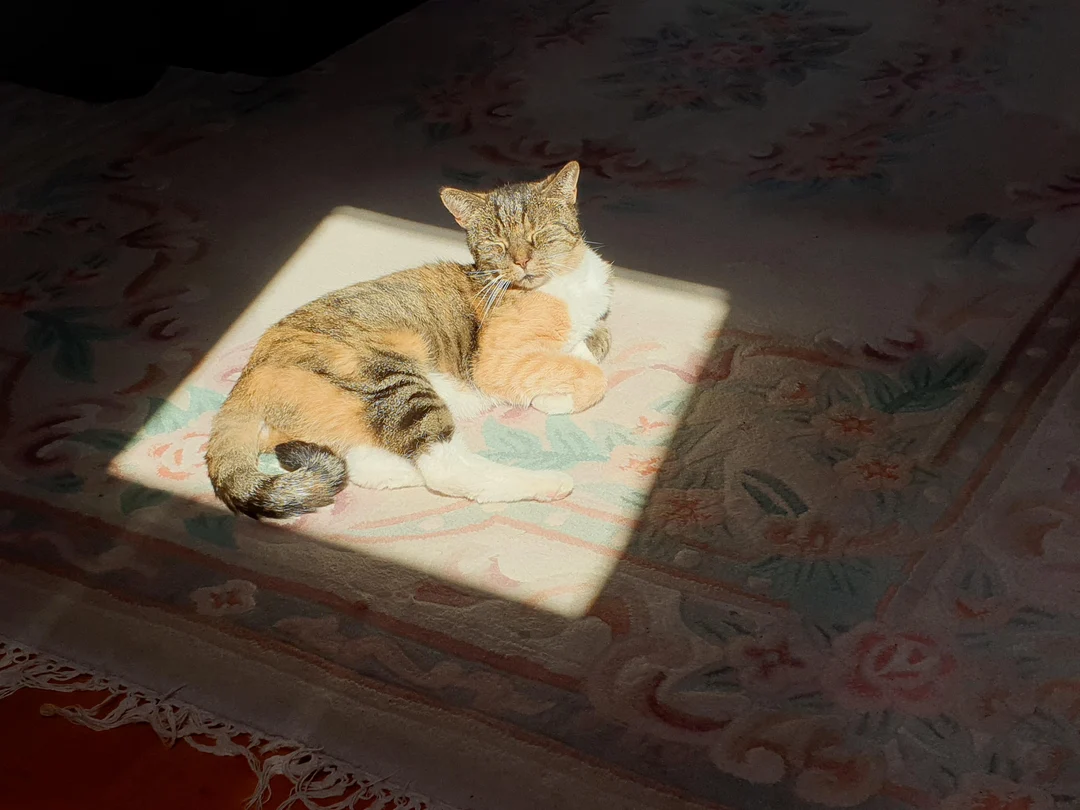pussy in a tight light square | Scrolller