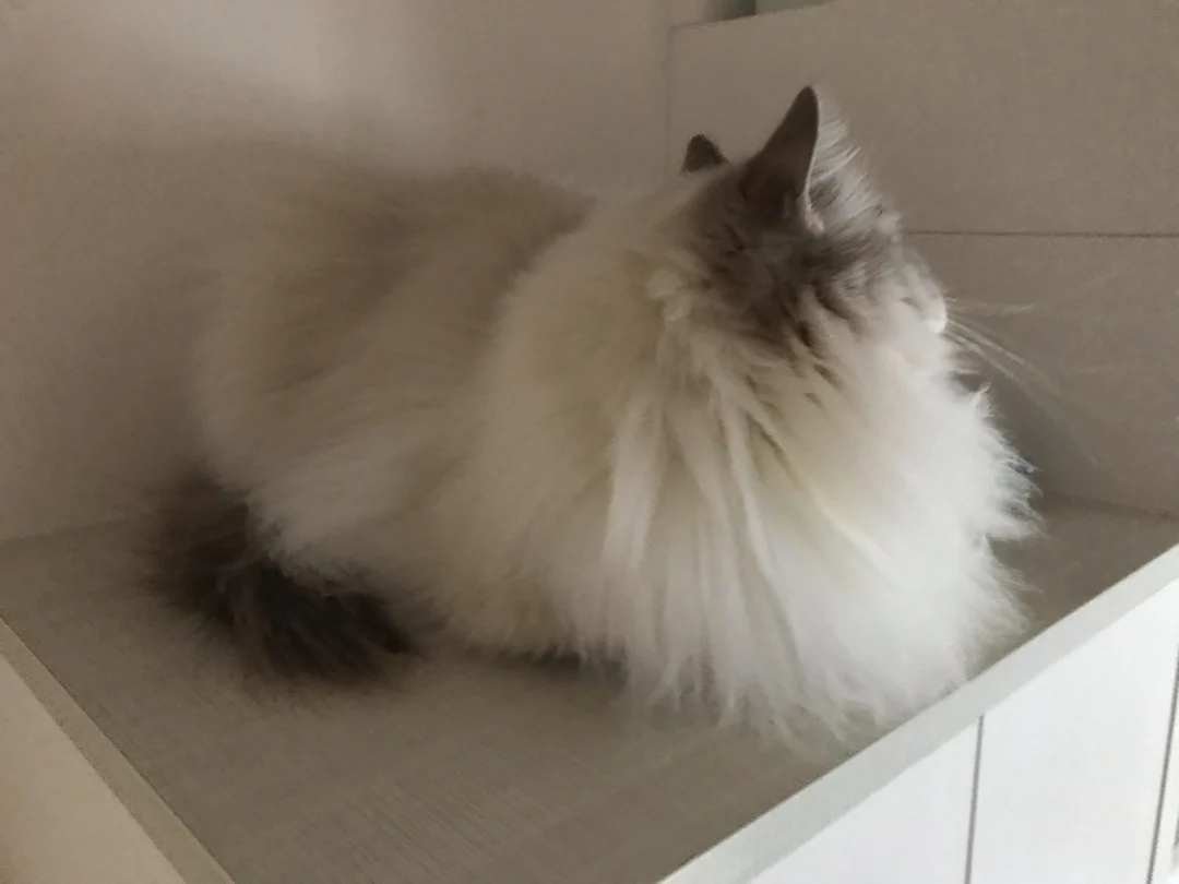 white bread | Scrolller