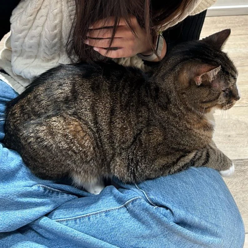 cute lil loaf i met at a cat cafe 🍞 | Scrolller