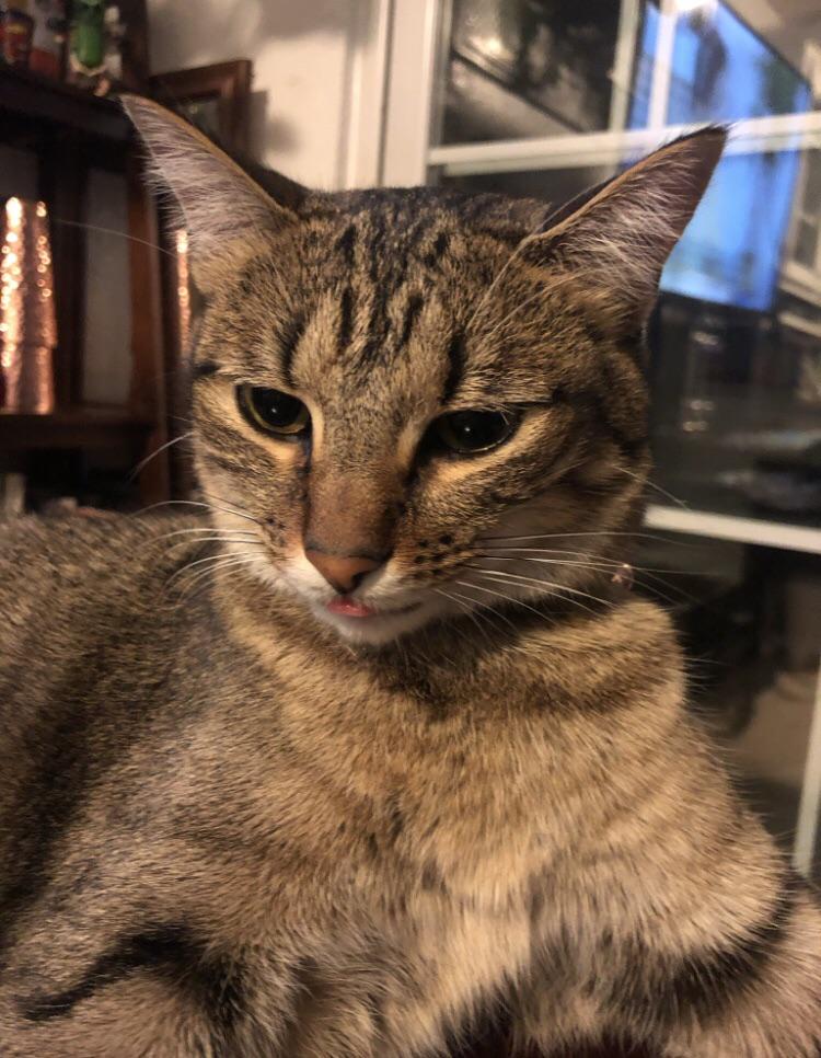 No thoughts, just blep | Scrolller