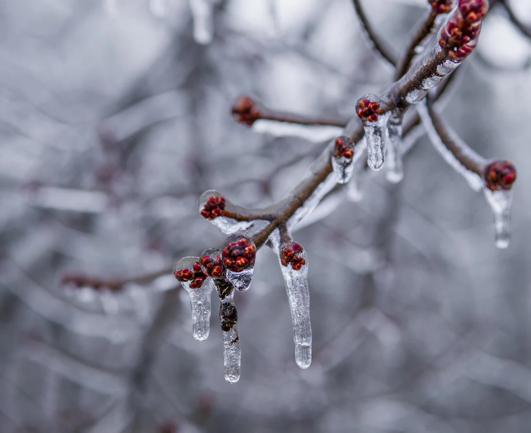 Iced tree in Michigan this morning | Scrolller