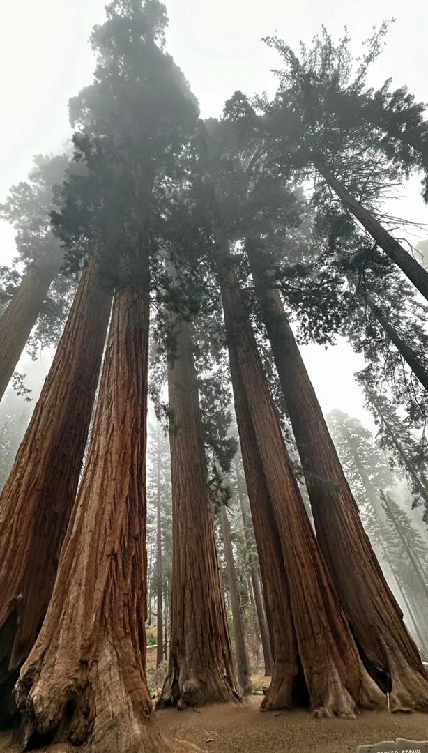 Enter the Elf Forest! | Scrolller