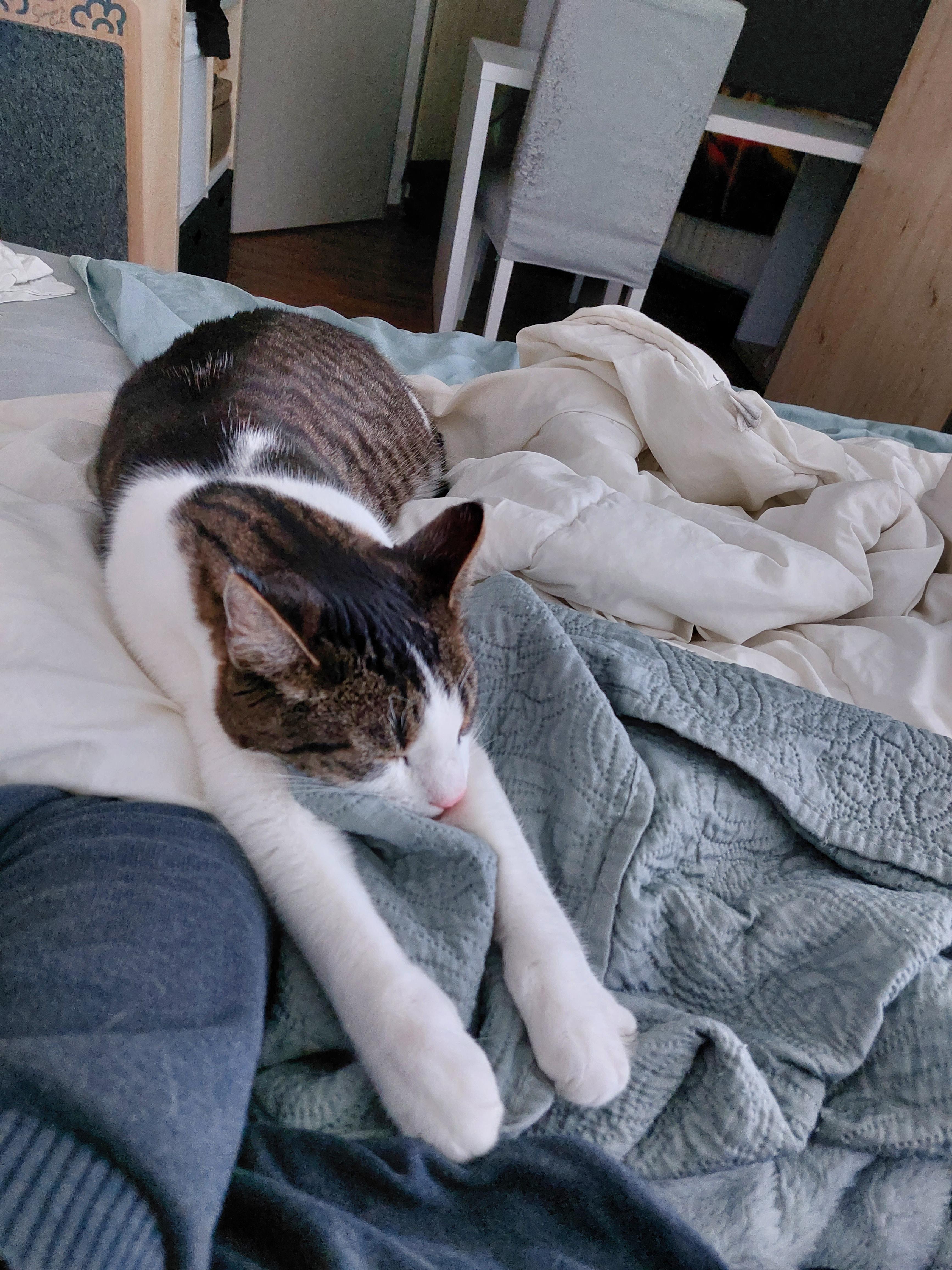 A sleepy Tommy | Scrolller