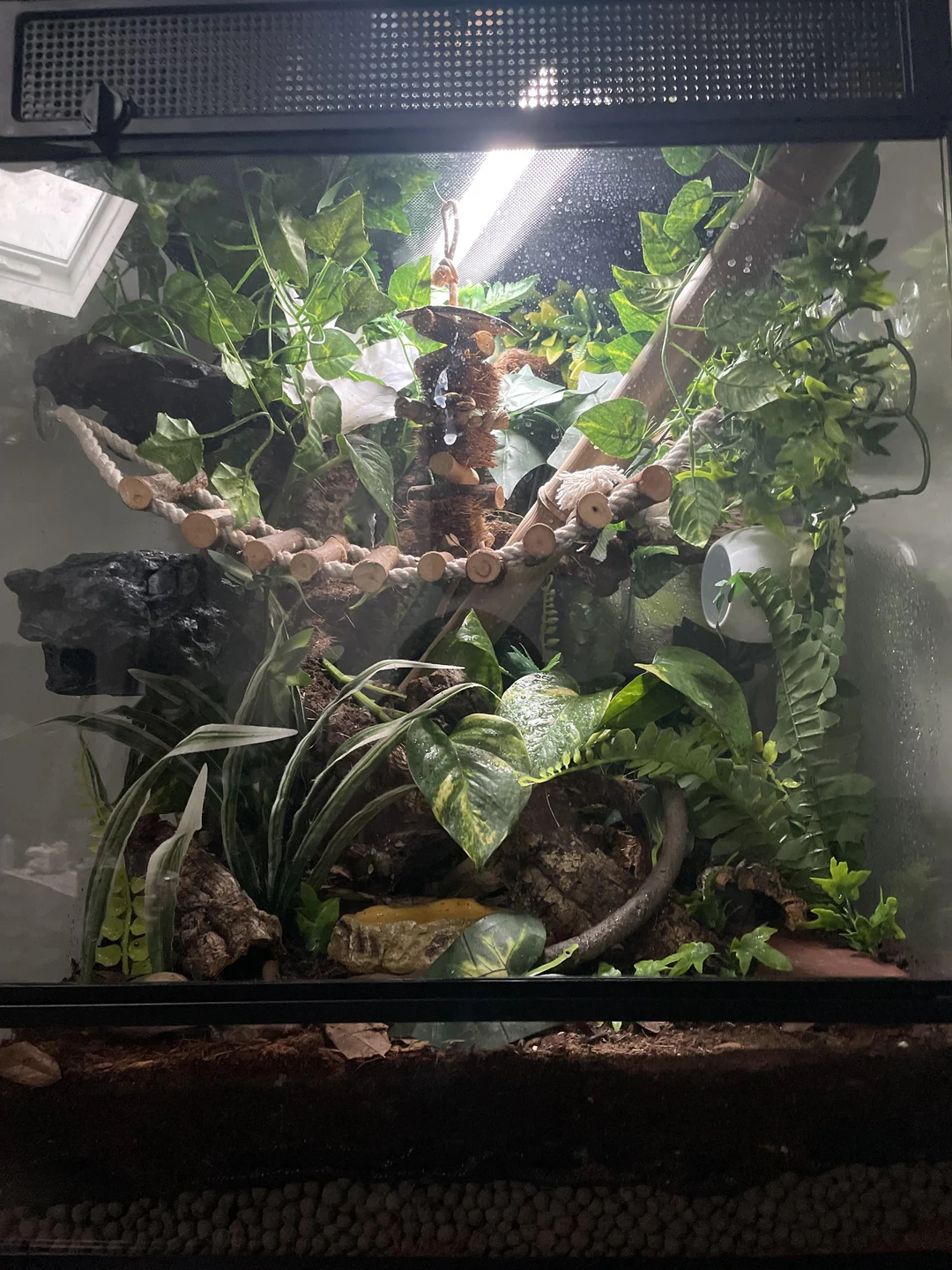 Sugar ants in my enclosure HELP!!!! | Scrolller