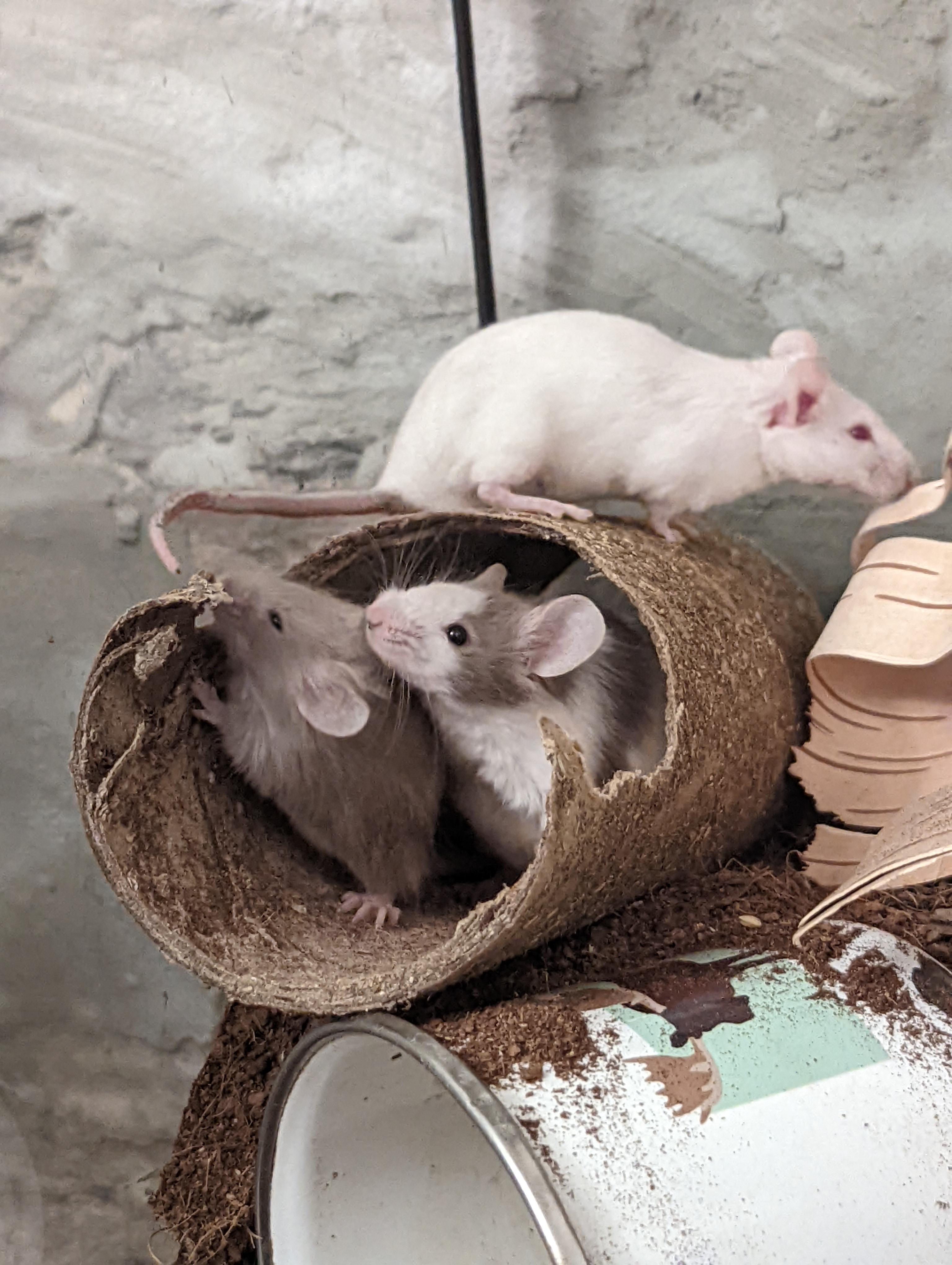 My mice enjoying a tunnel | Scrolller