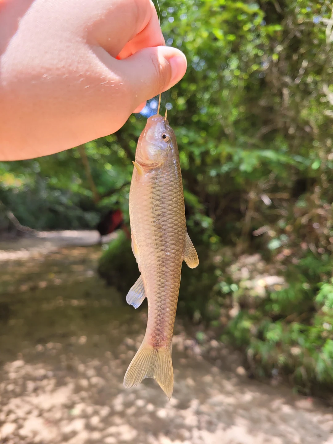 What is this fish? | Scrolller