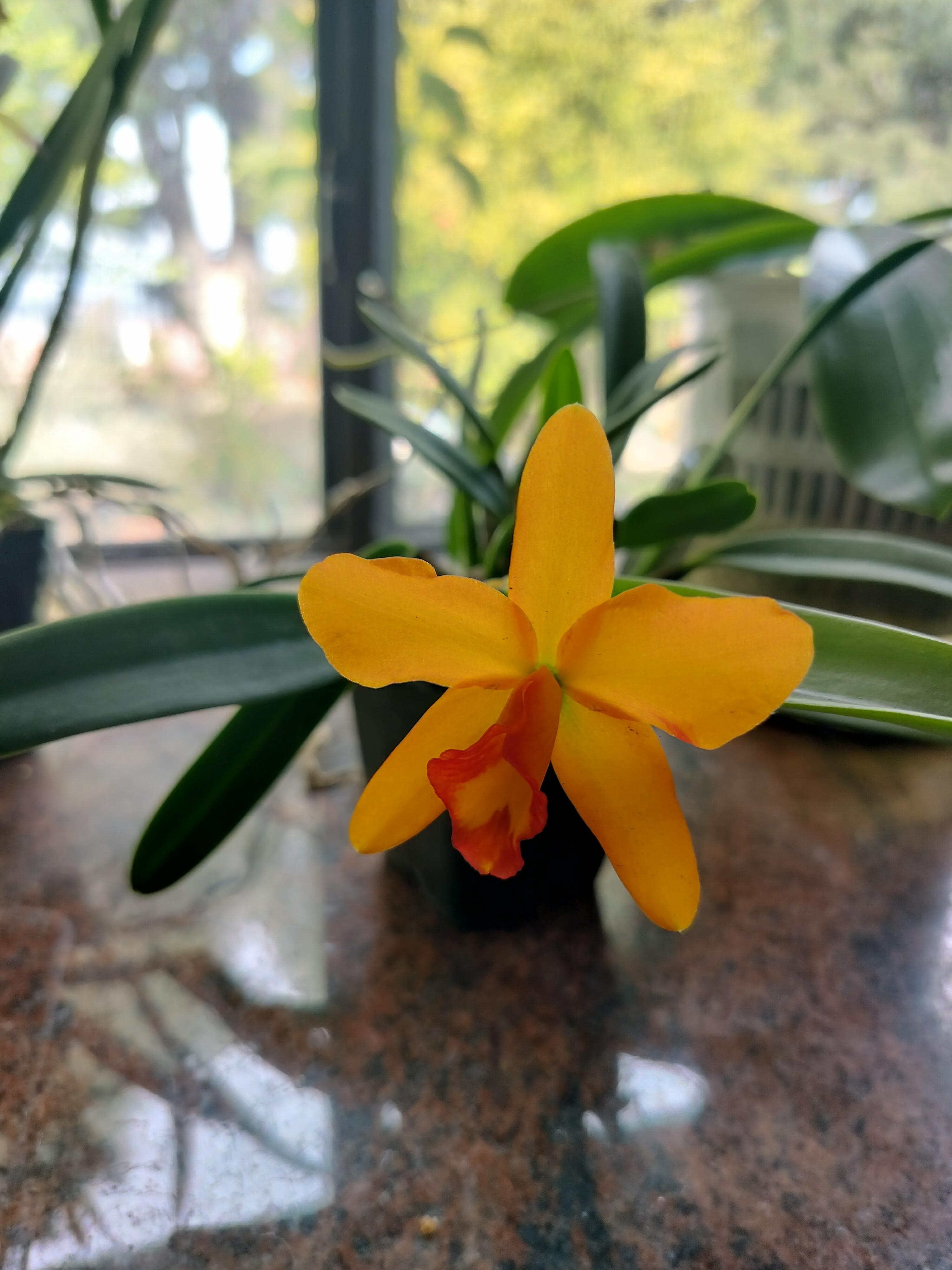 Discover more like Orchids: Some blooms and Related Content | Scrolller