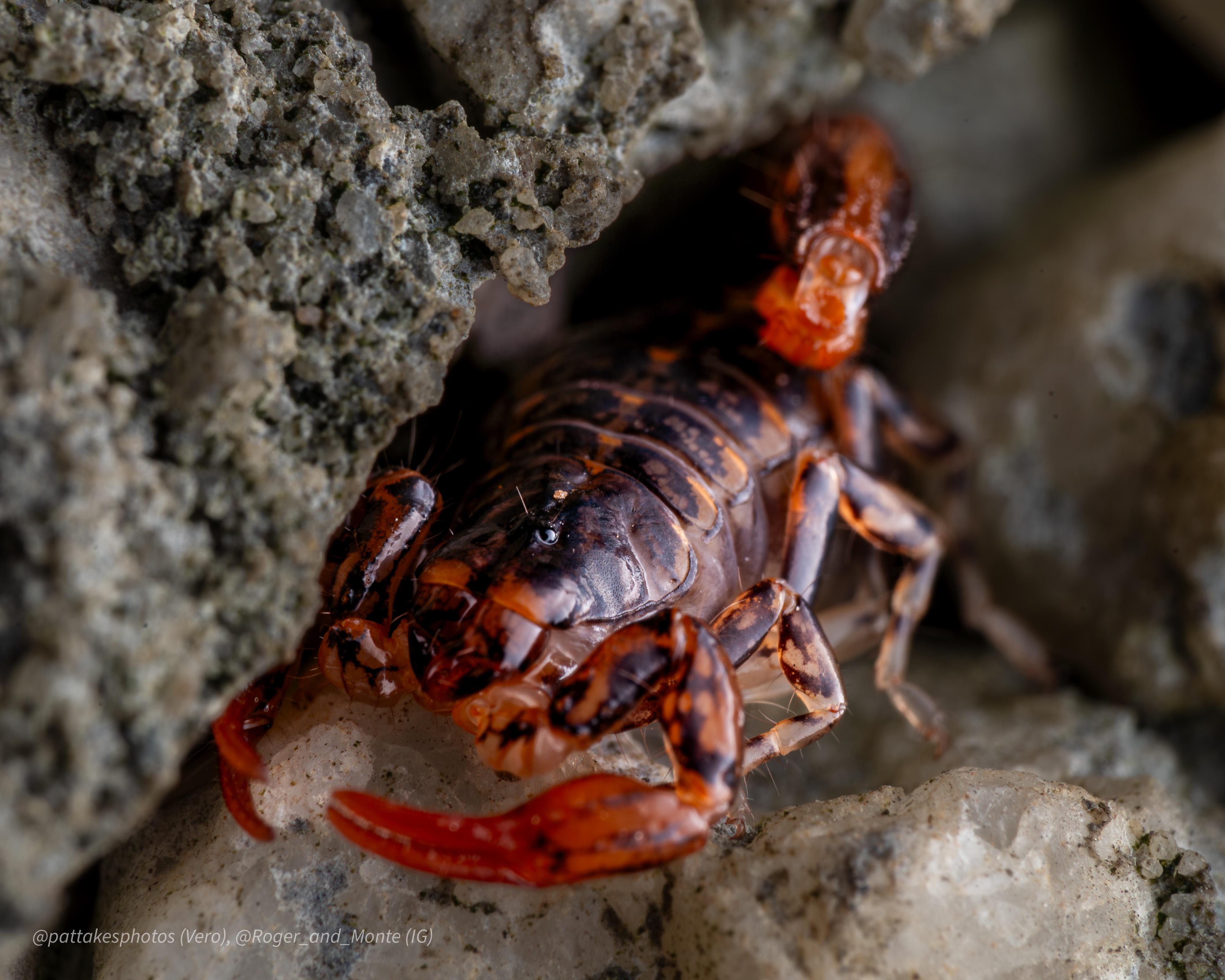 Forest scorpion [OC] | Scrolller