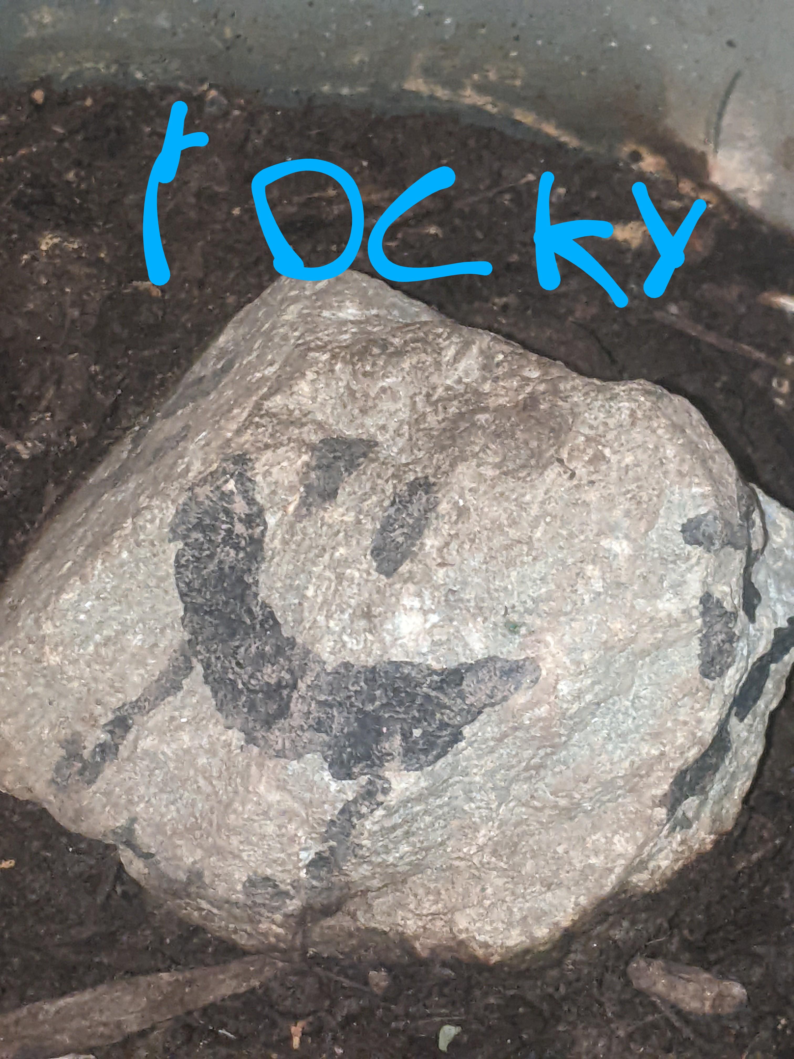 Rocky 2024 | Scrolller