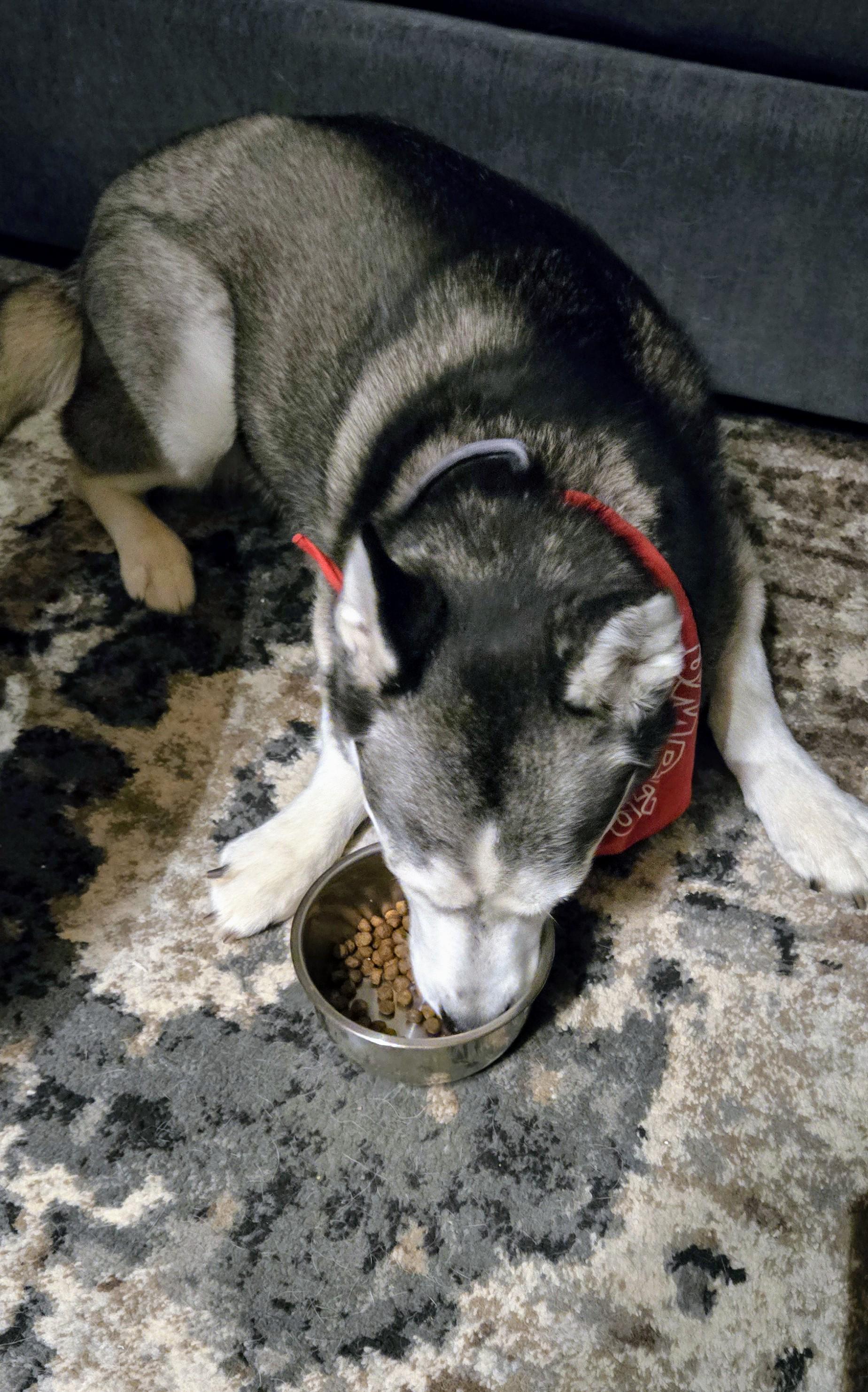 Husky Dining | Scrolller