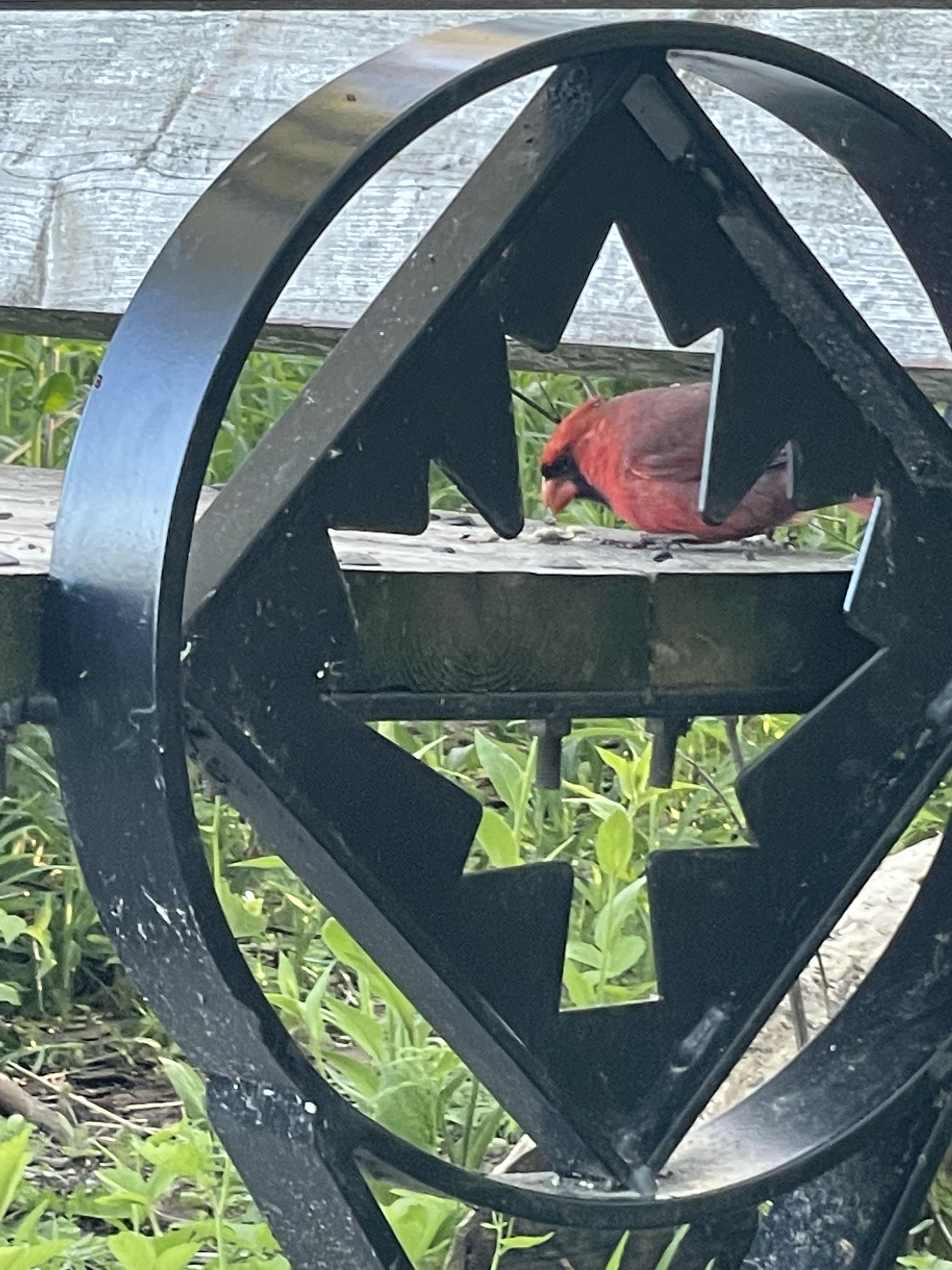 Cardinal on a bench. | Scrolller