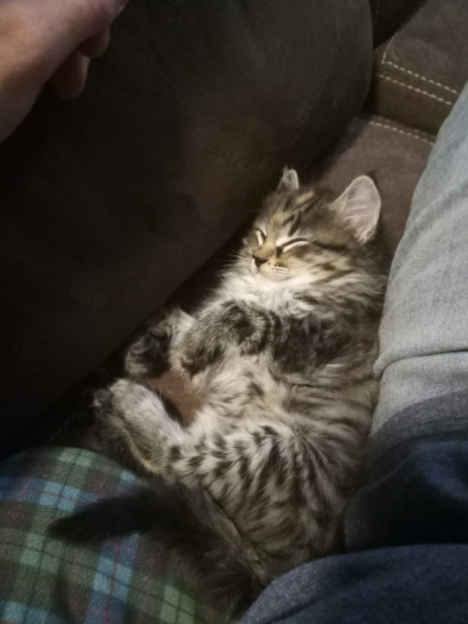 Tiny floof | Scrolller