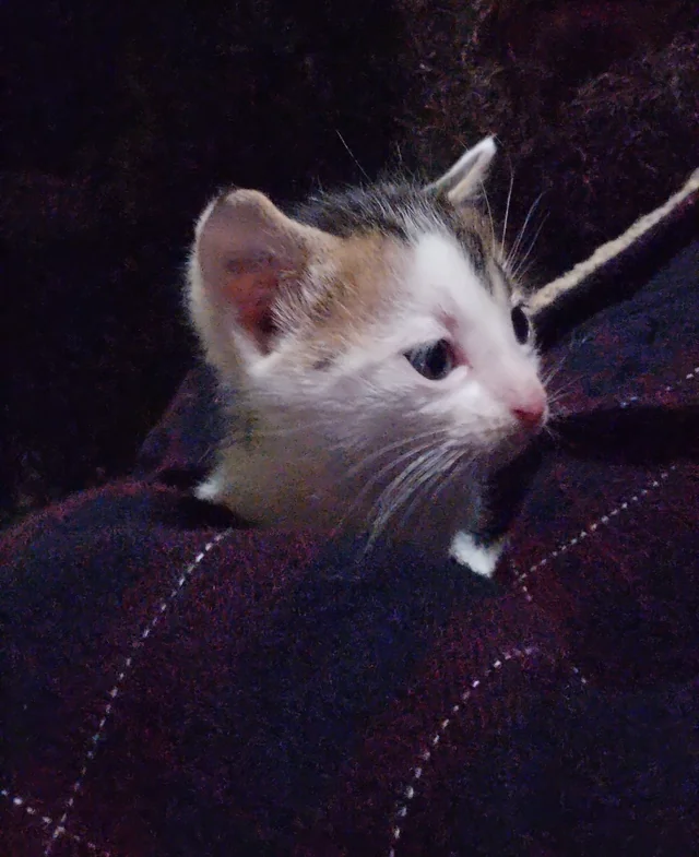 Is it me or does my cat look like Stuart Little | Scrolller